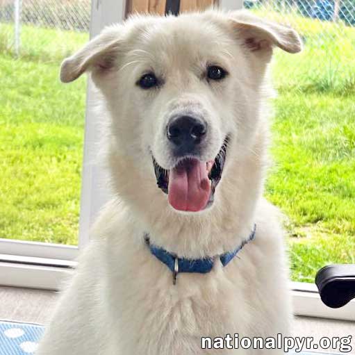 Dog for Adoption - Runt in CT - pending, a Great Pyrenees in ...