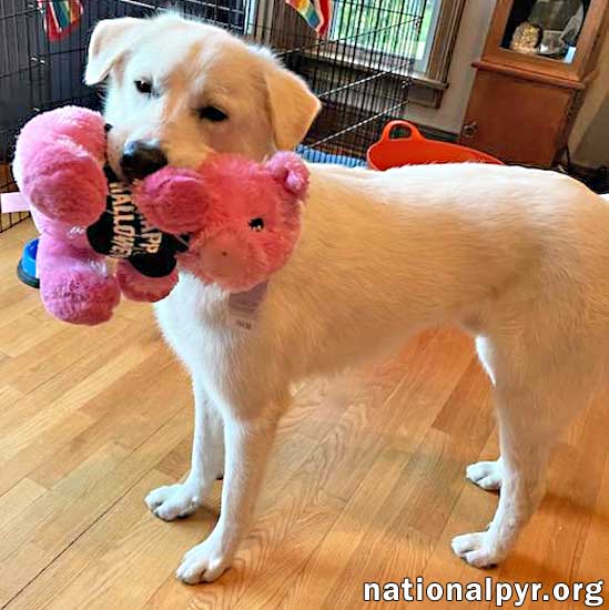 Dog for Adoption - Runt in CT - pending, a Great Pyrenees in ...