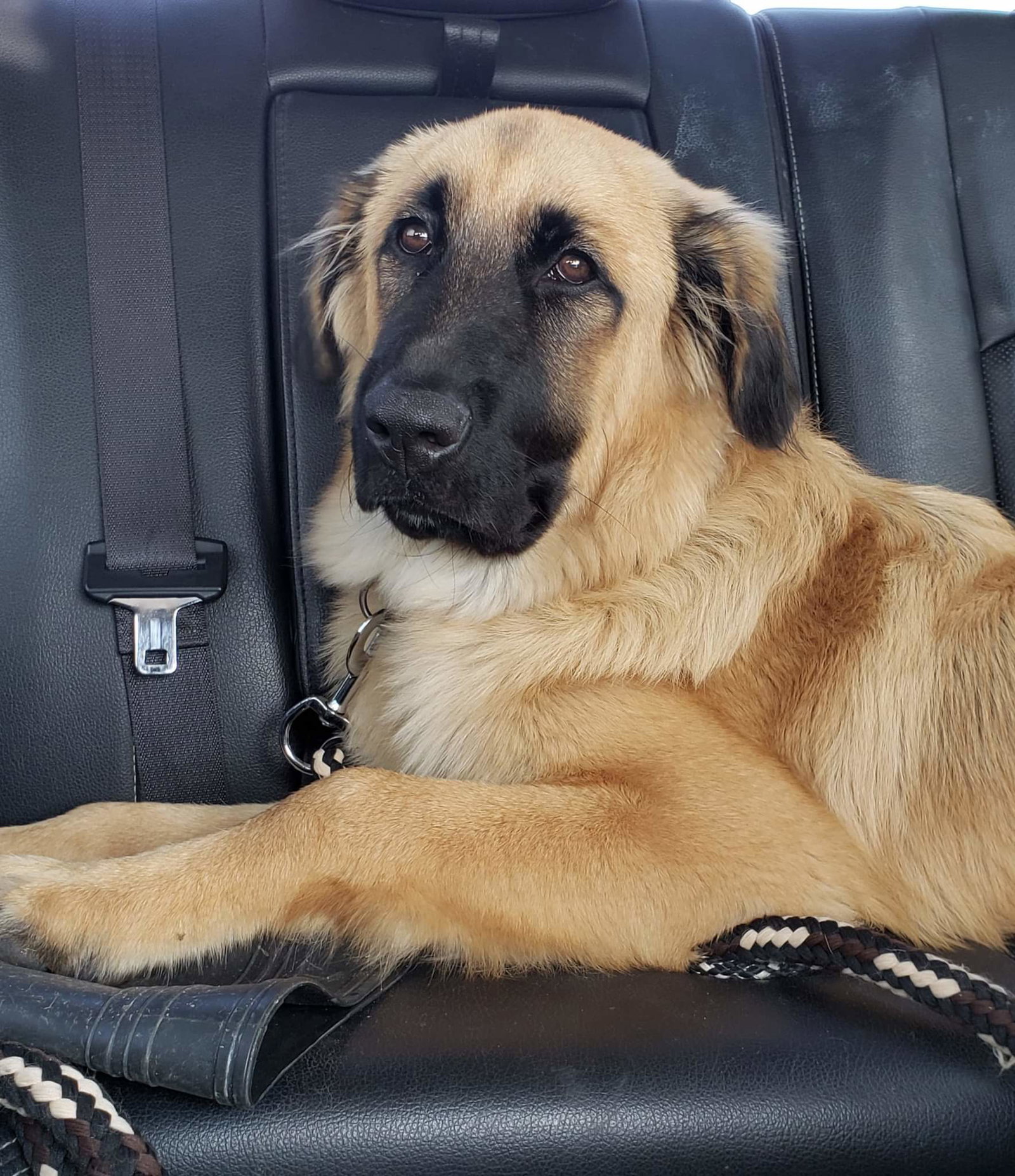 Dog for Adoption - Popi, a German Shepherd Dog in Bedford, IN | Alpha Paw