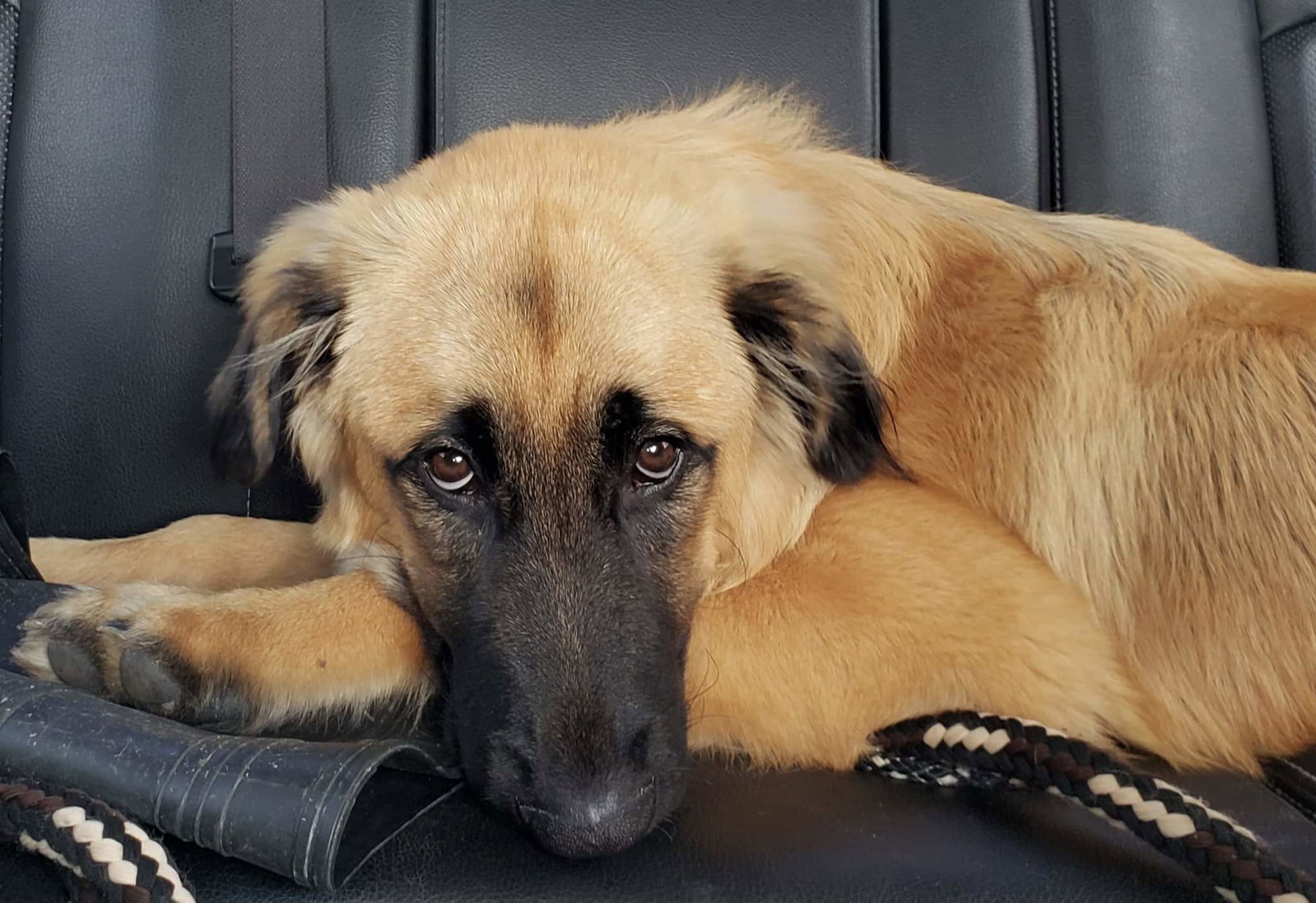 Dog for Adoption - Popi, a German Shepherd Dog in Bedford, IN | Alpha Paw