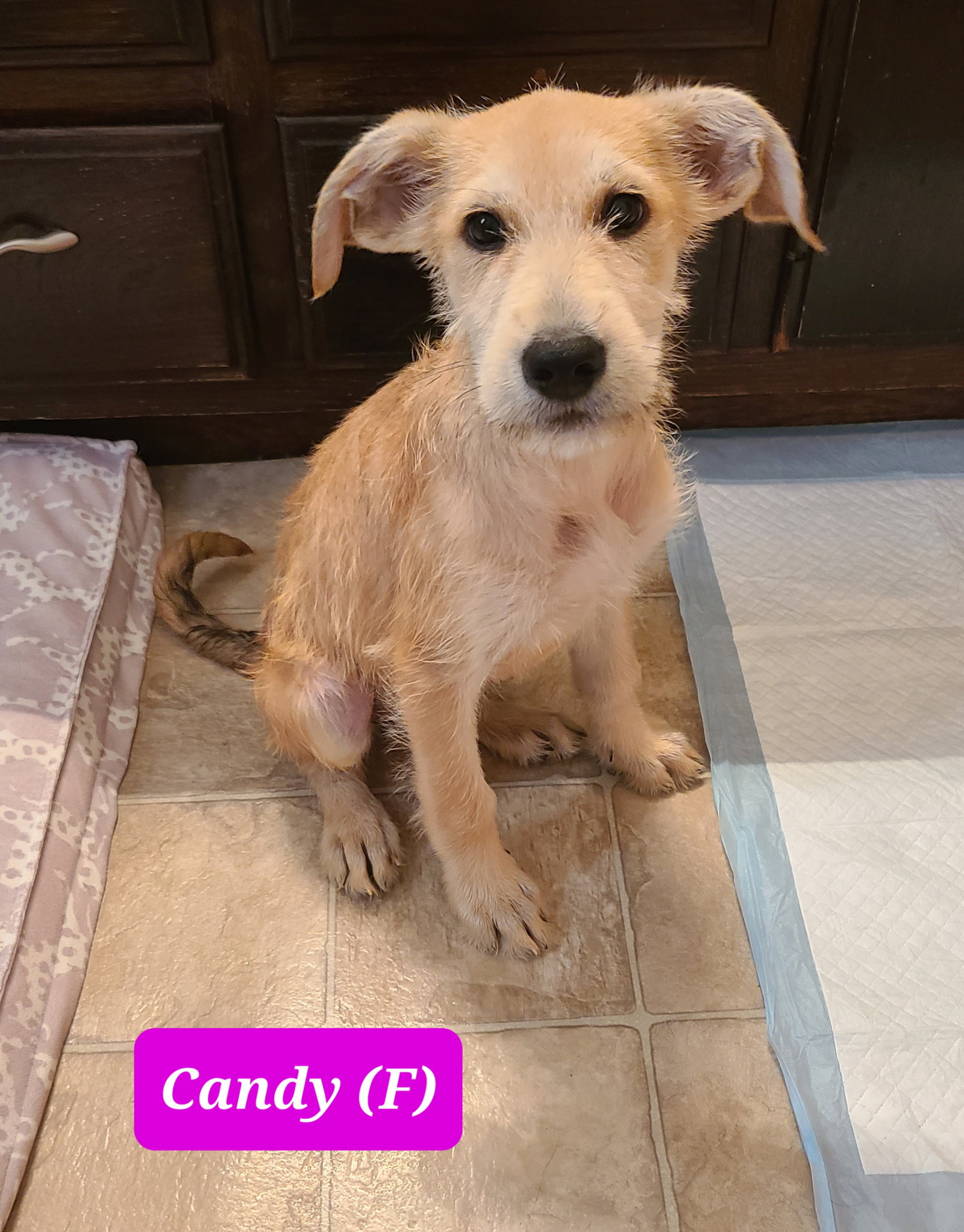 Dog for Adoption - Candy, a Irish Wolfhound in Indianapolis, IN | Alpha Paw