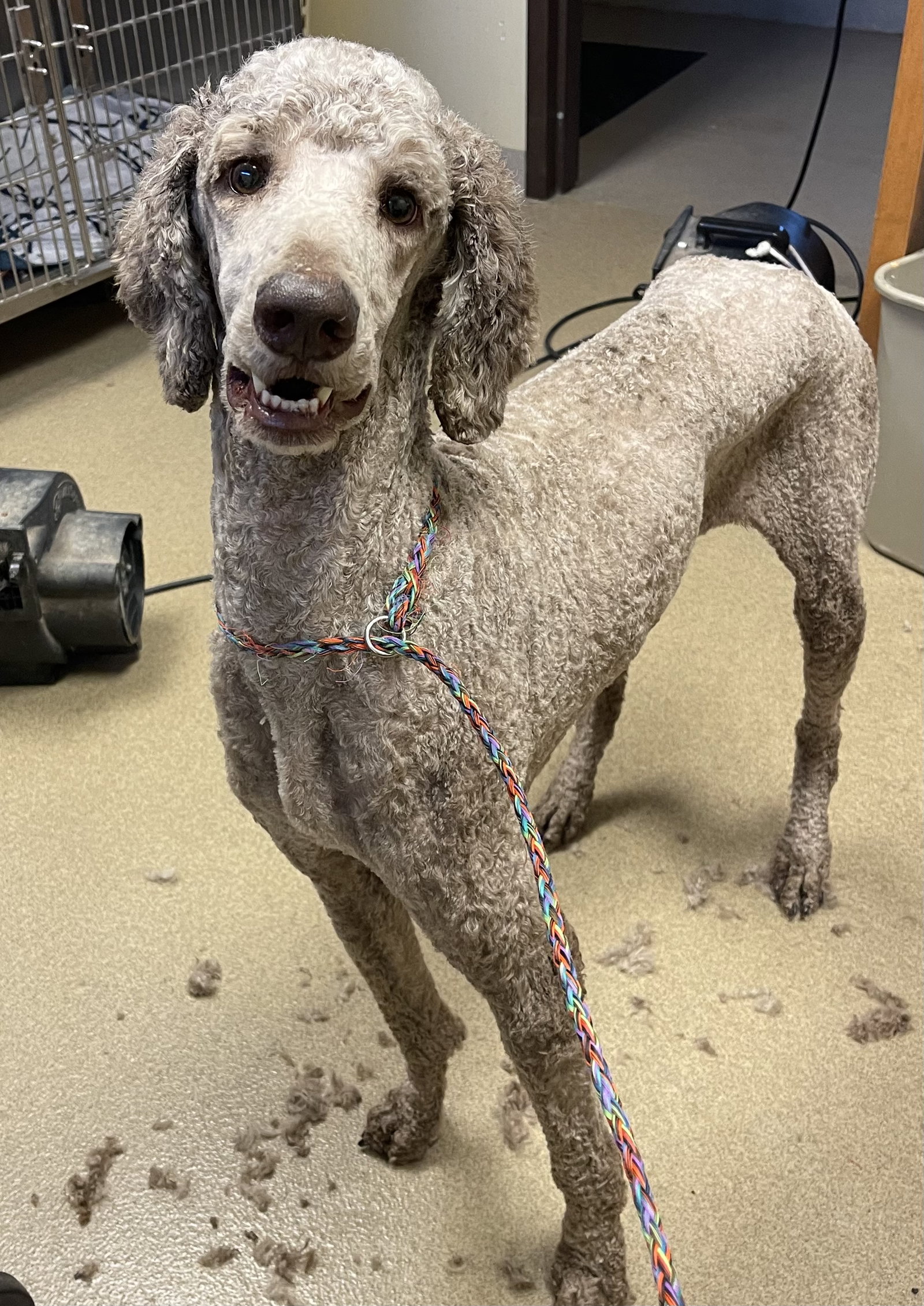 Dog for Adoption - Grayson-dog, a Poodle (Standard) in Bloomington, IN ...