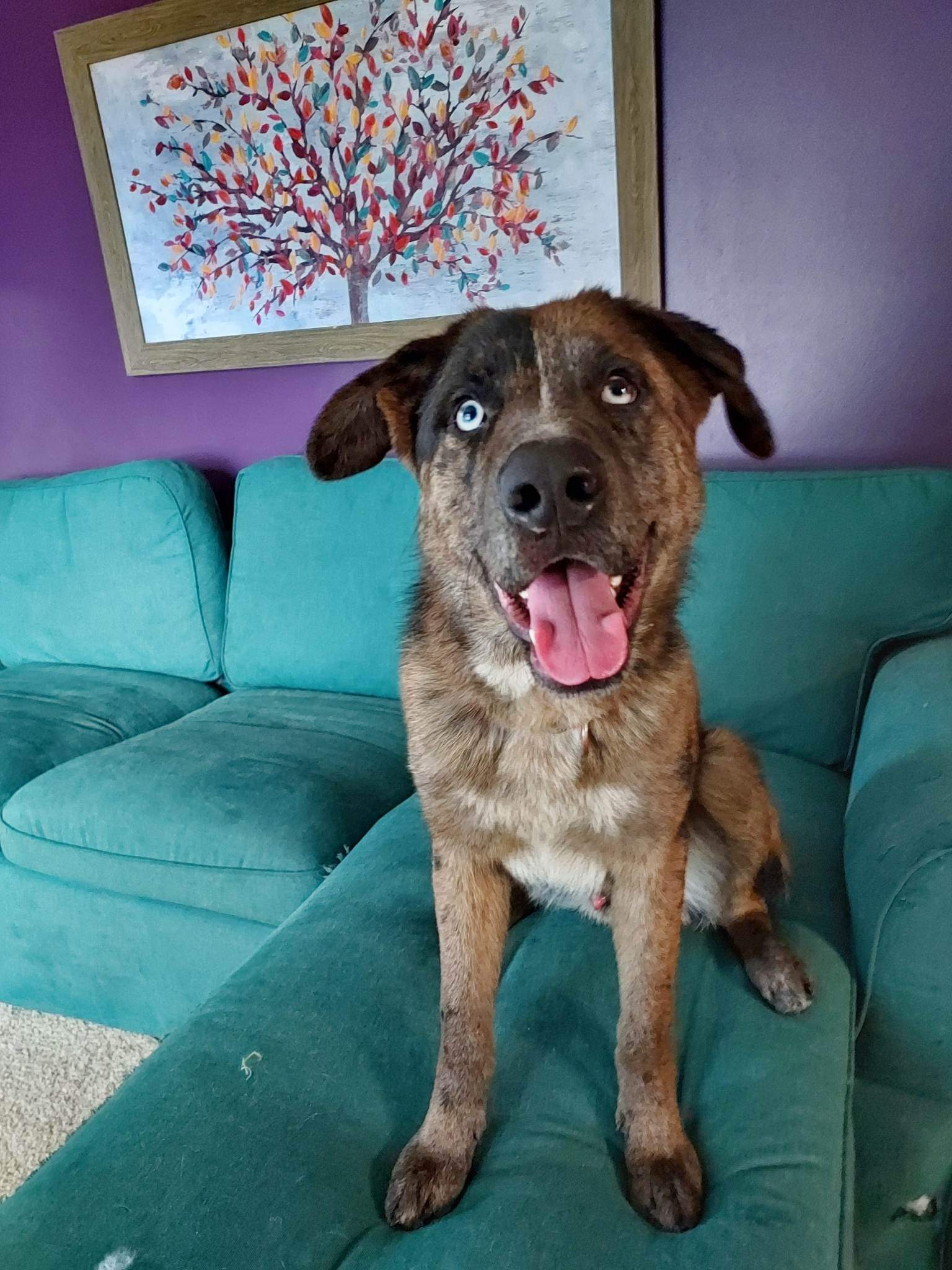 Dog for Adoption - Benson, a Catahoula Leopard Dog in Plainfield, IN ...