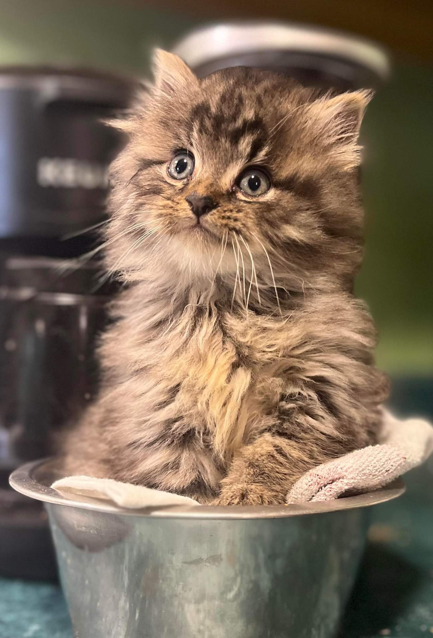 Cats for Adoption in Scottsburg, Indiana | Alpha Paw