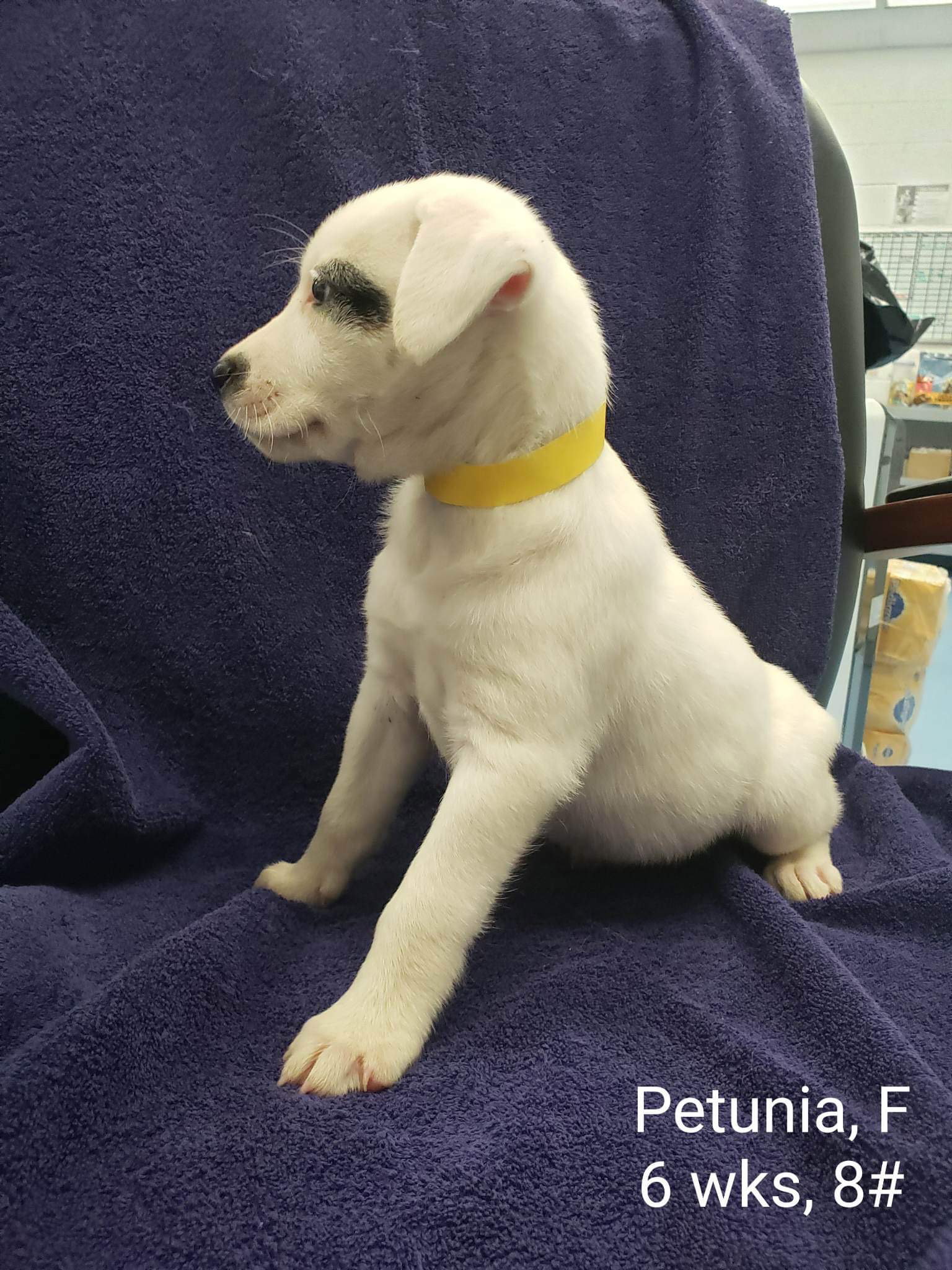 Dog for Adoption - Petunia, a Australian Cattle Dog/Blue Heeler in ...