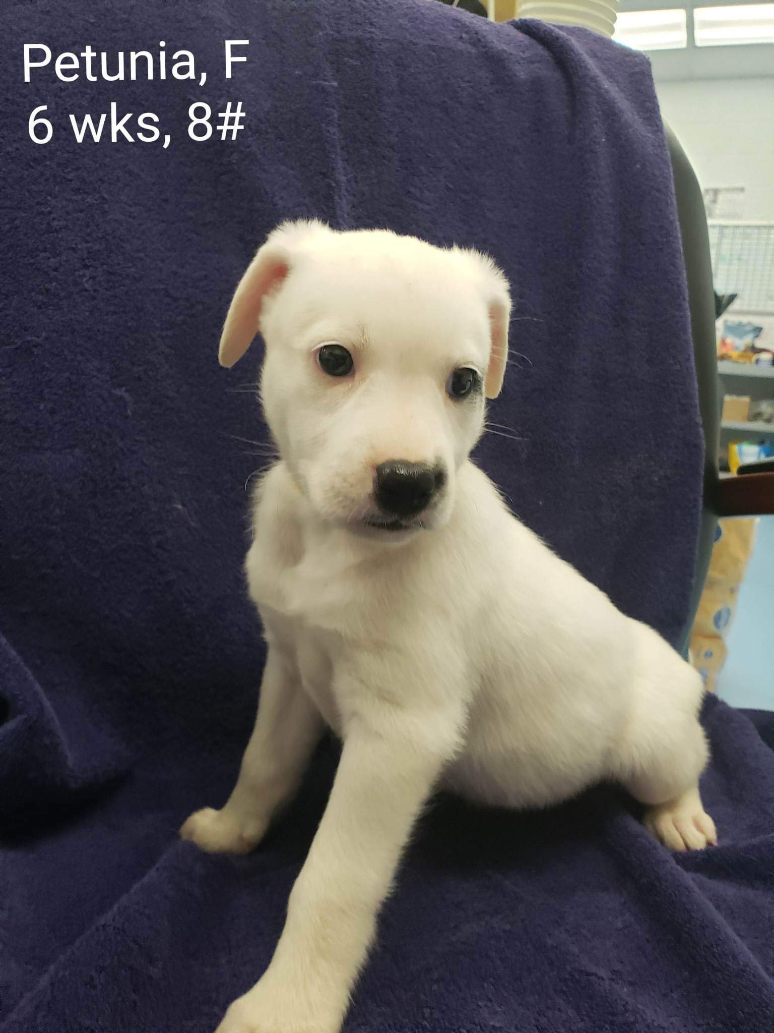 Dog for Adoption - Petunia, a Australian Cattle Dog/Blue Heeler in ...