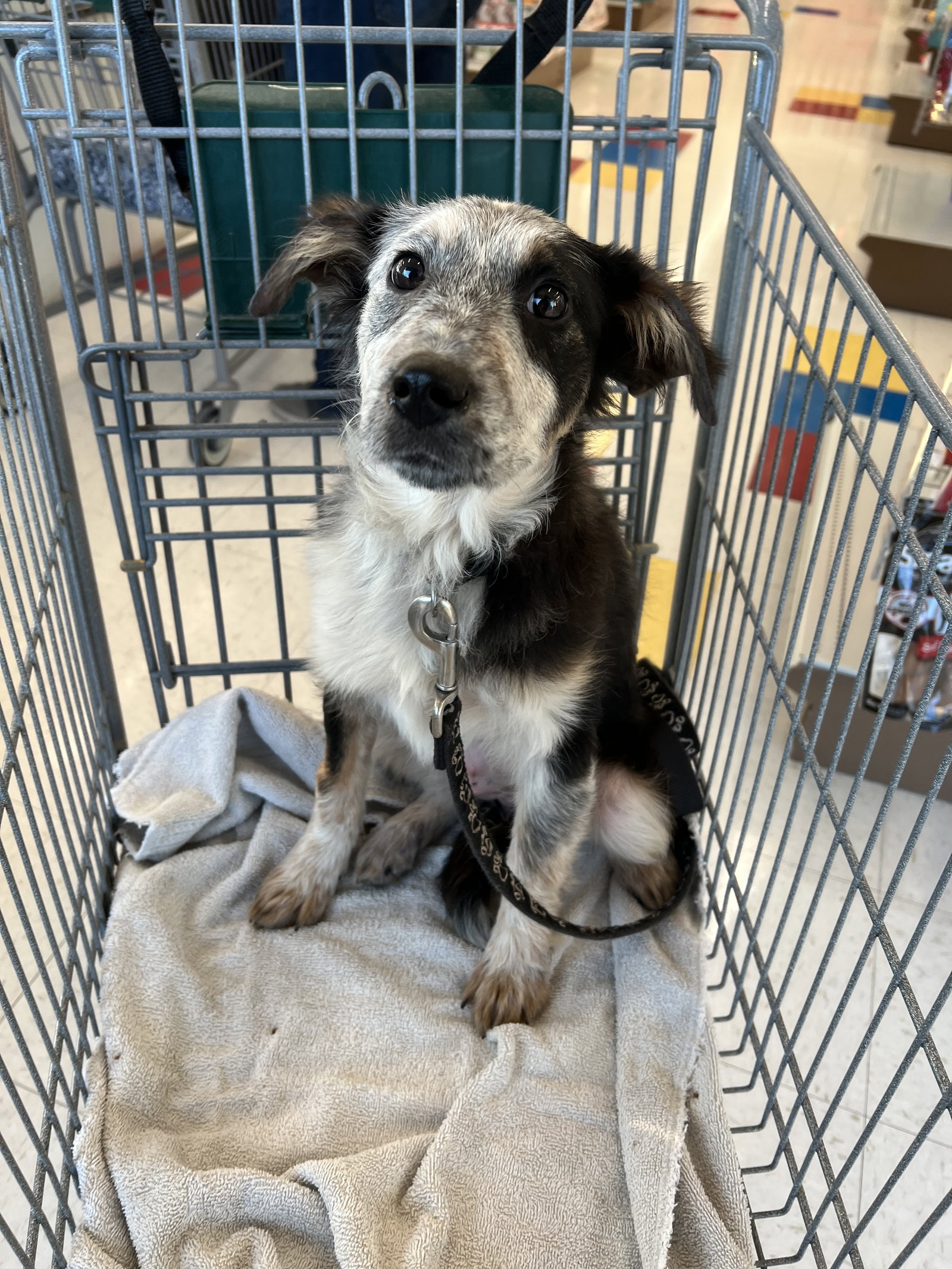 Dog for Adoption - Cassia, a Australian Shepherd in Indianapolis, IN ...