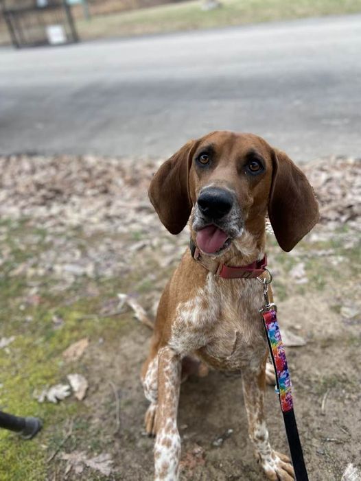 Dog for Adoption - Copper (hound), a Redbone Coonhound in Brown County ...