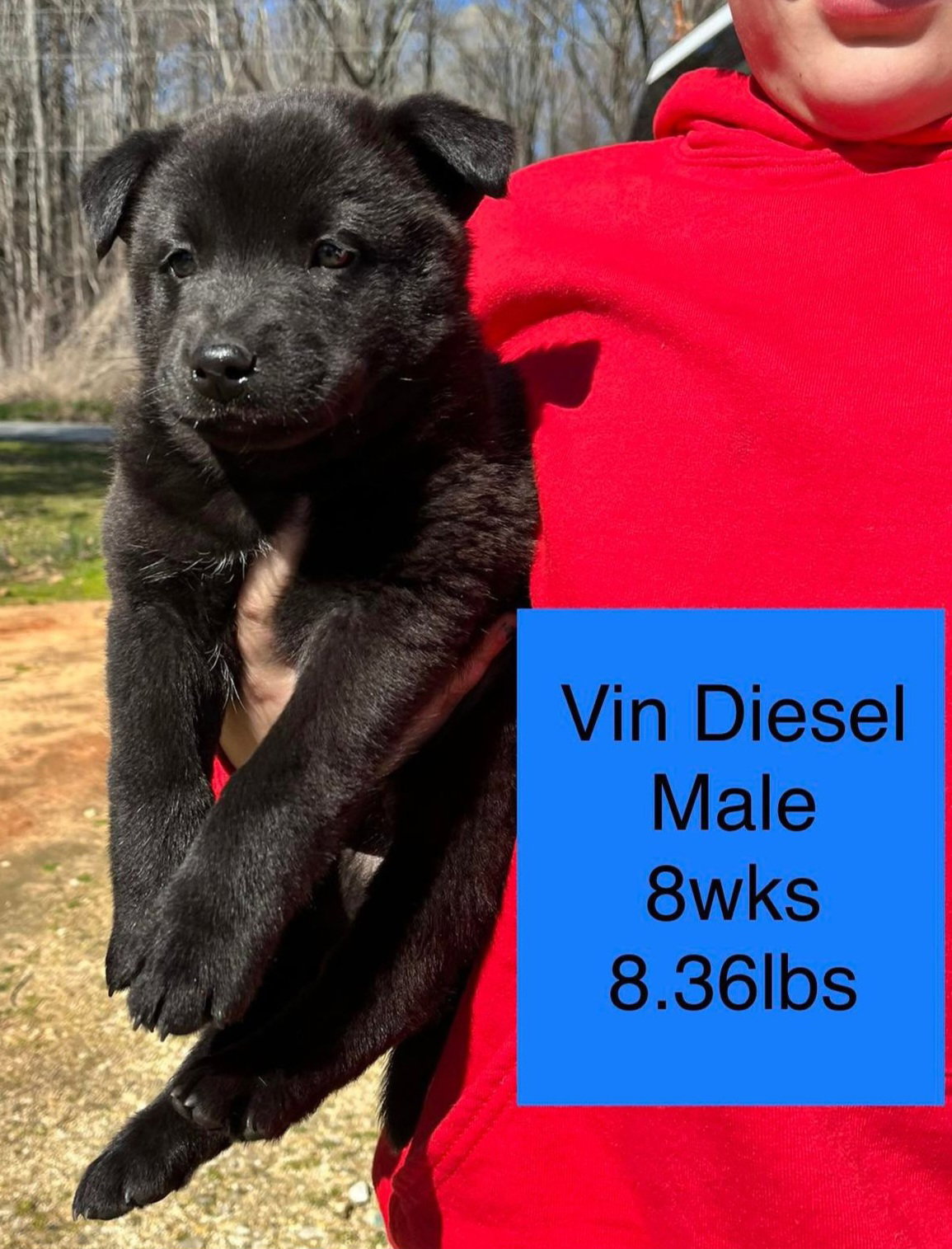 Dog for Adoption - Diesel, a German Shepherd Dog in Jackson County, IN ...