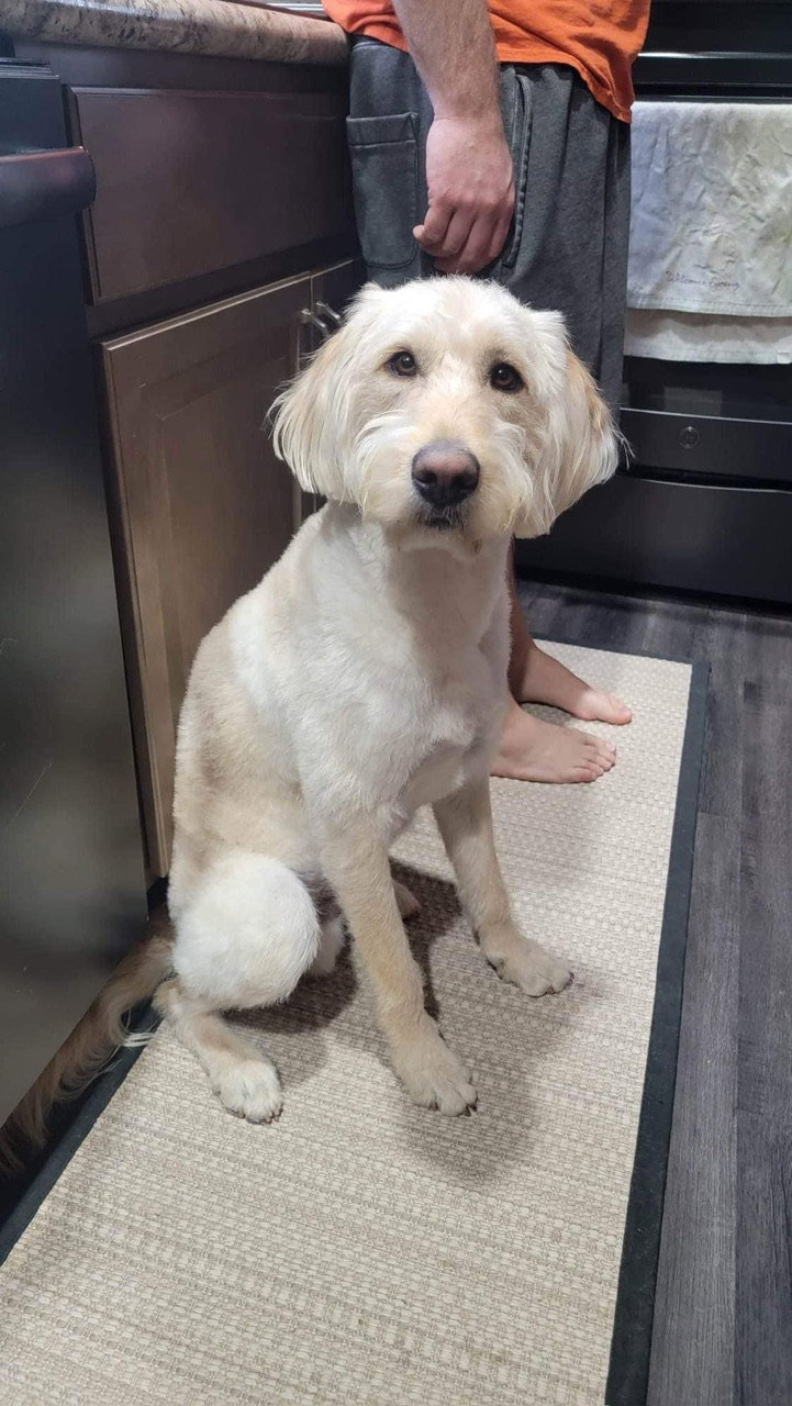 Dog for Adoption - Cooper (doodle), a Labrador Retriever in Shelby ...