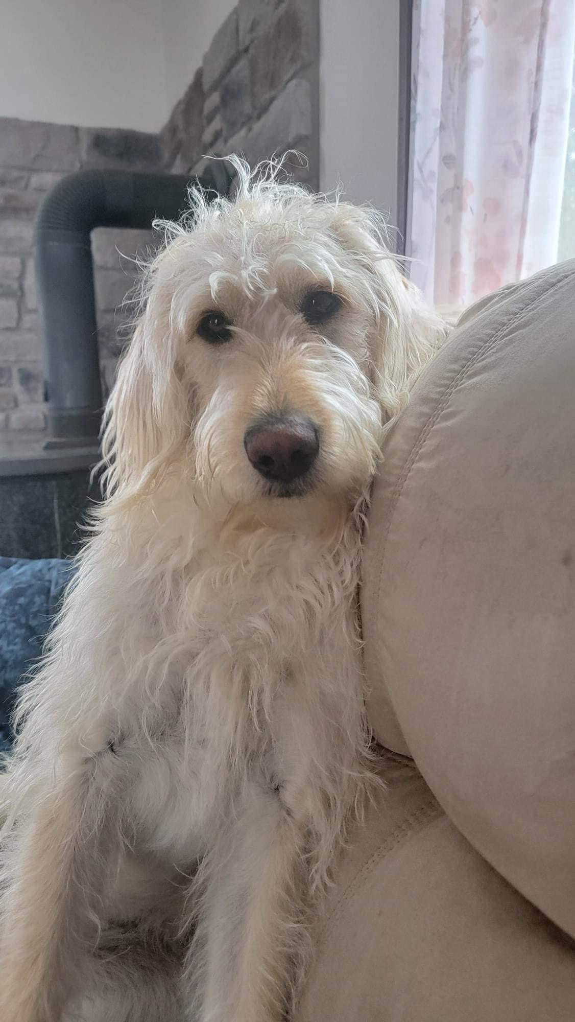 Dog for Adoption - Cooper (doodle), a Labrador Retriever in Shelby ...