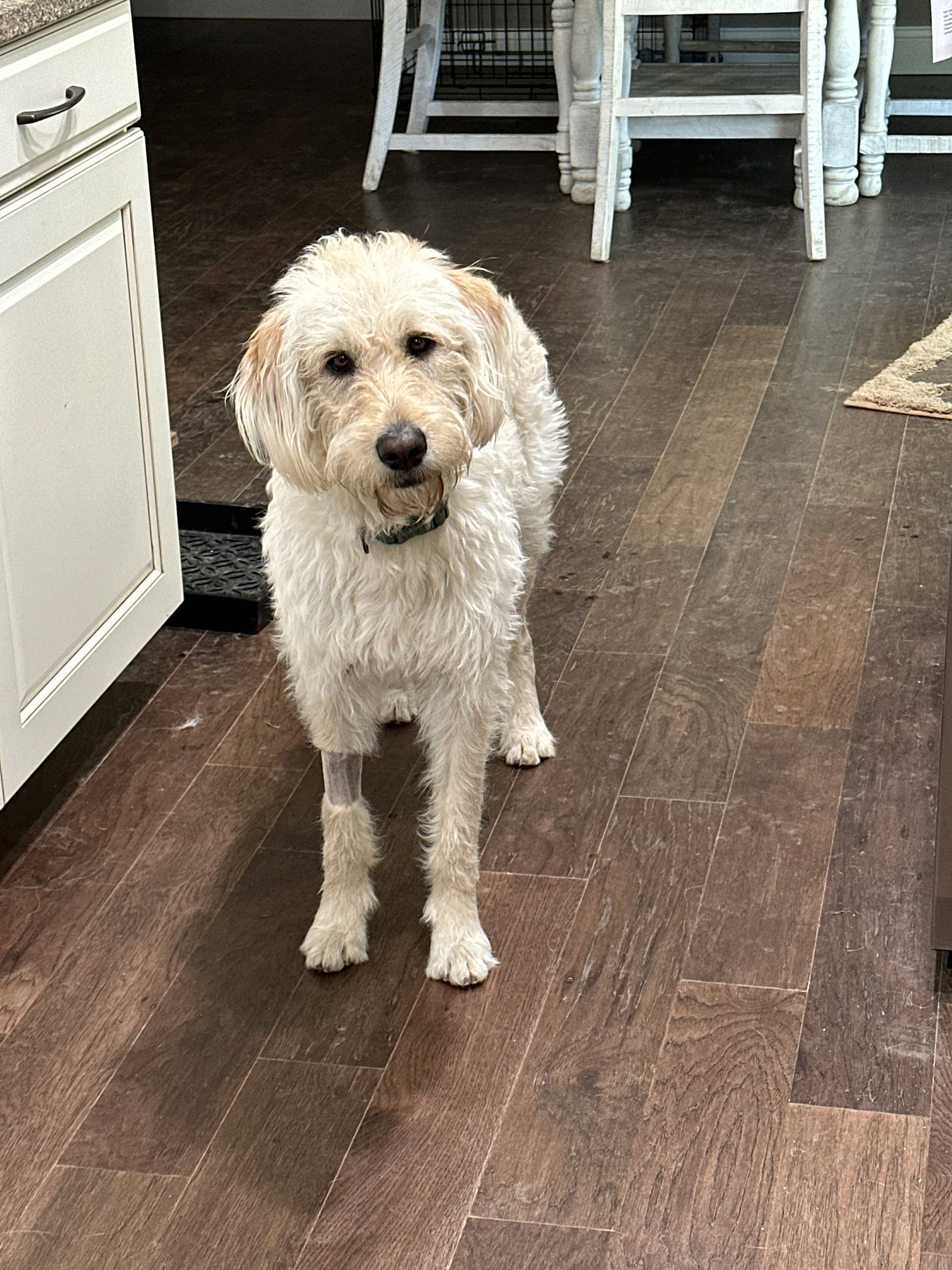 Dog for Adoption - Cooper (doodle), a Labrador Retriever in Shelby ...