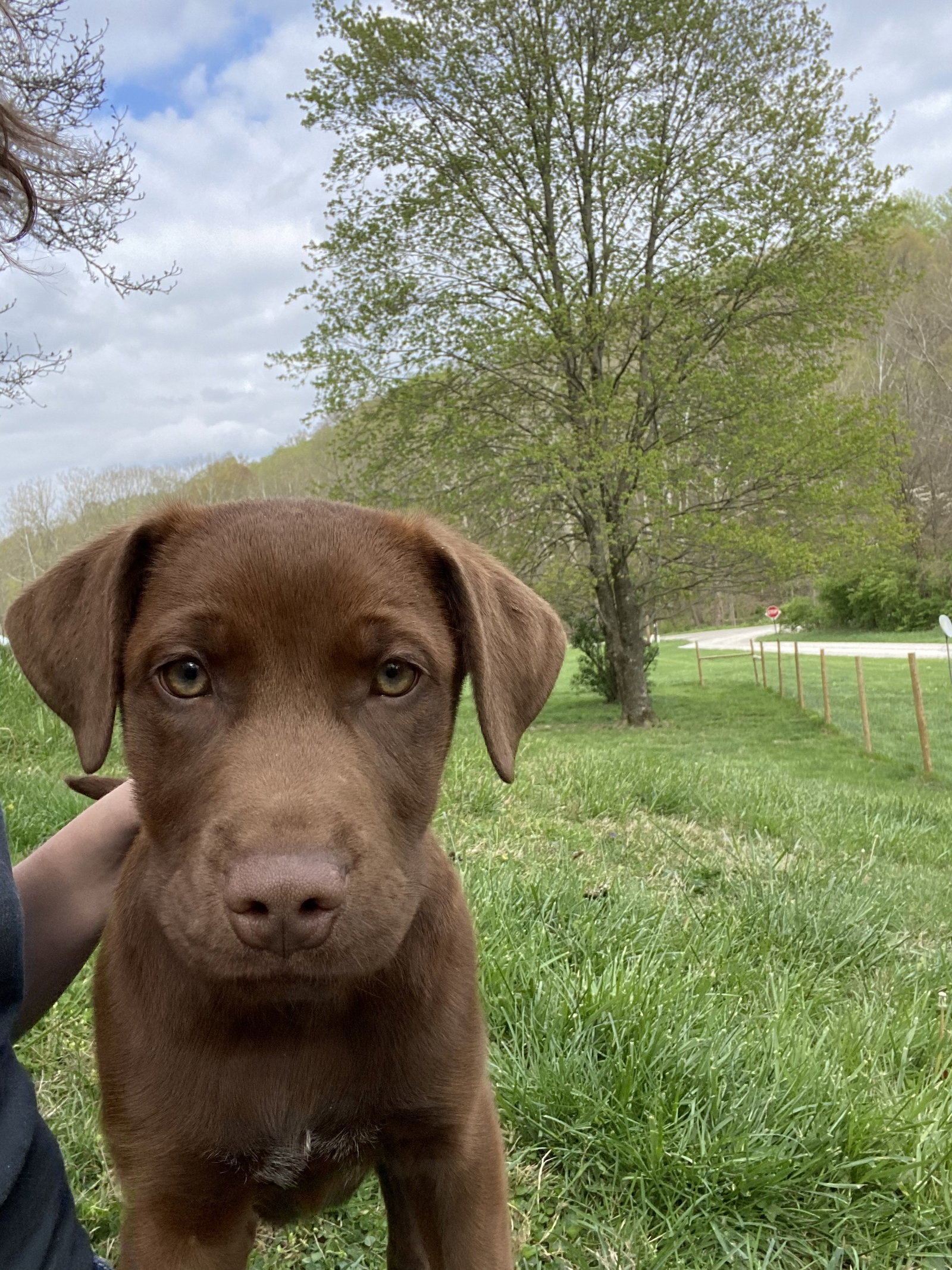 Dog for Adoption - Mario, a German Shorthaired Pointer in Smithville ...