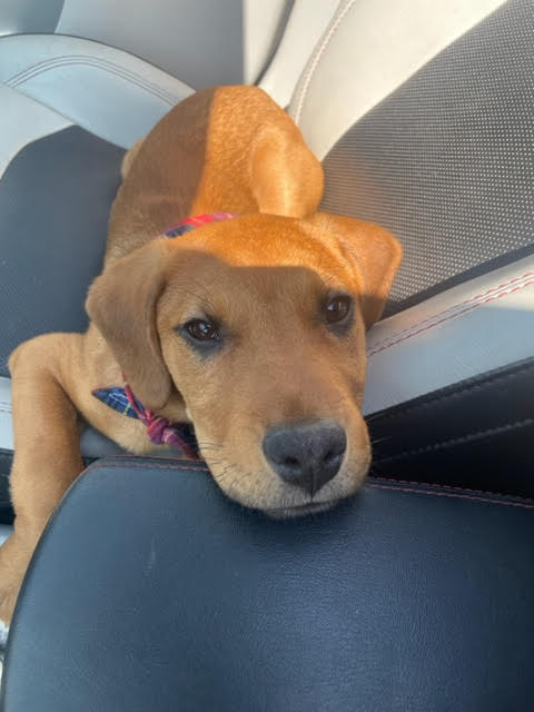 Dog for Adoption - Grover, a Hound in Plainfield, IN | Alpha Paw