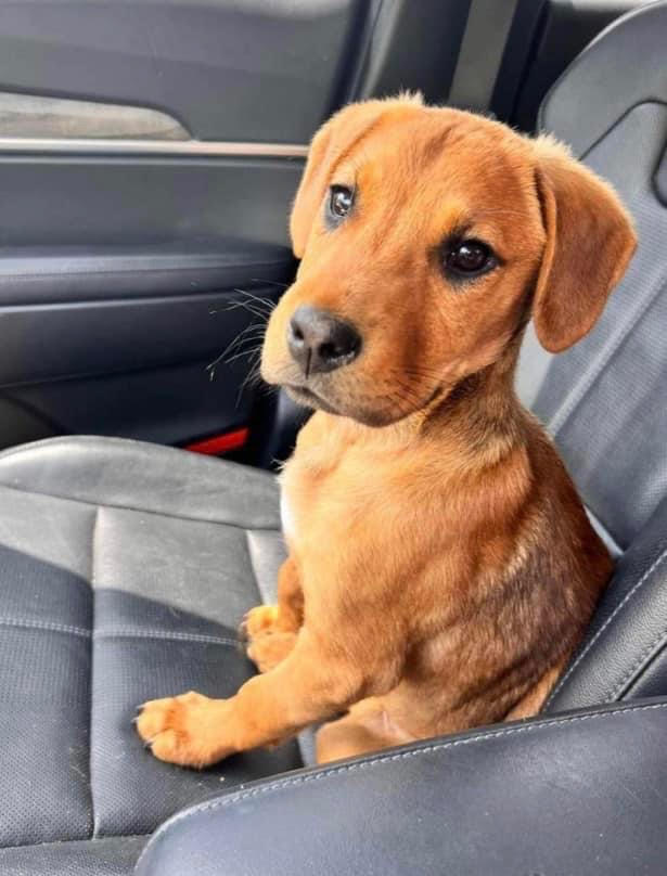 Dog for Adoption - Grover, a Hound in Plainfield, IN | Alpha Paw
