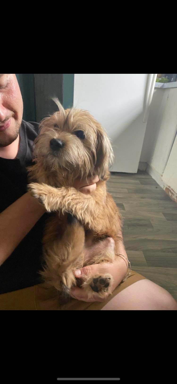 Dog for Adoption - Benji, a Border Terrier in Bloomington, IN | Alpha Paw