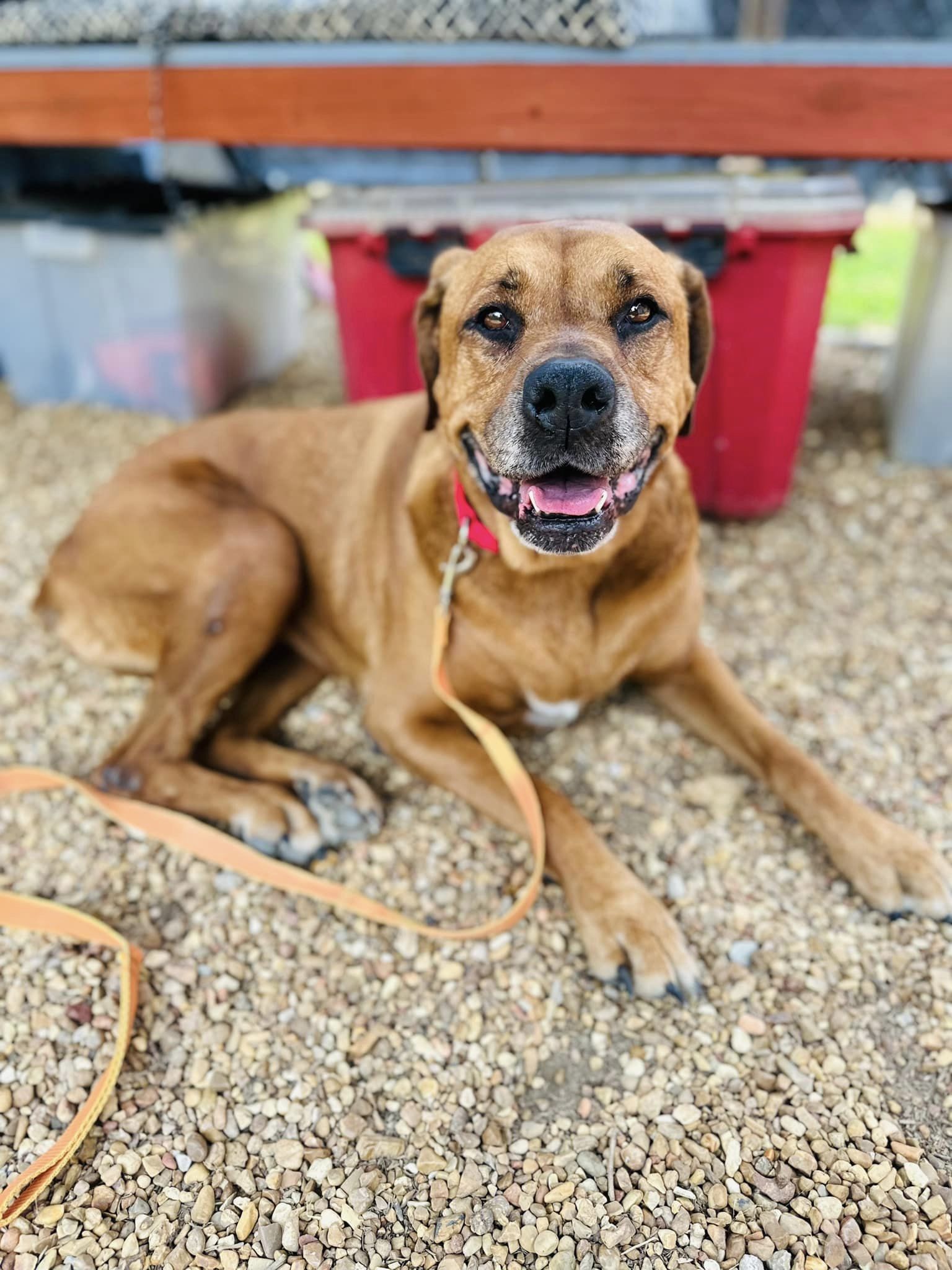 Dog for Adoption - Mickie, a Rhodesian Ridgeback in Indianapolis, IN ...