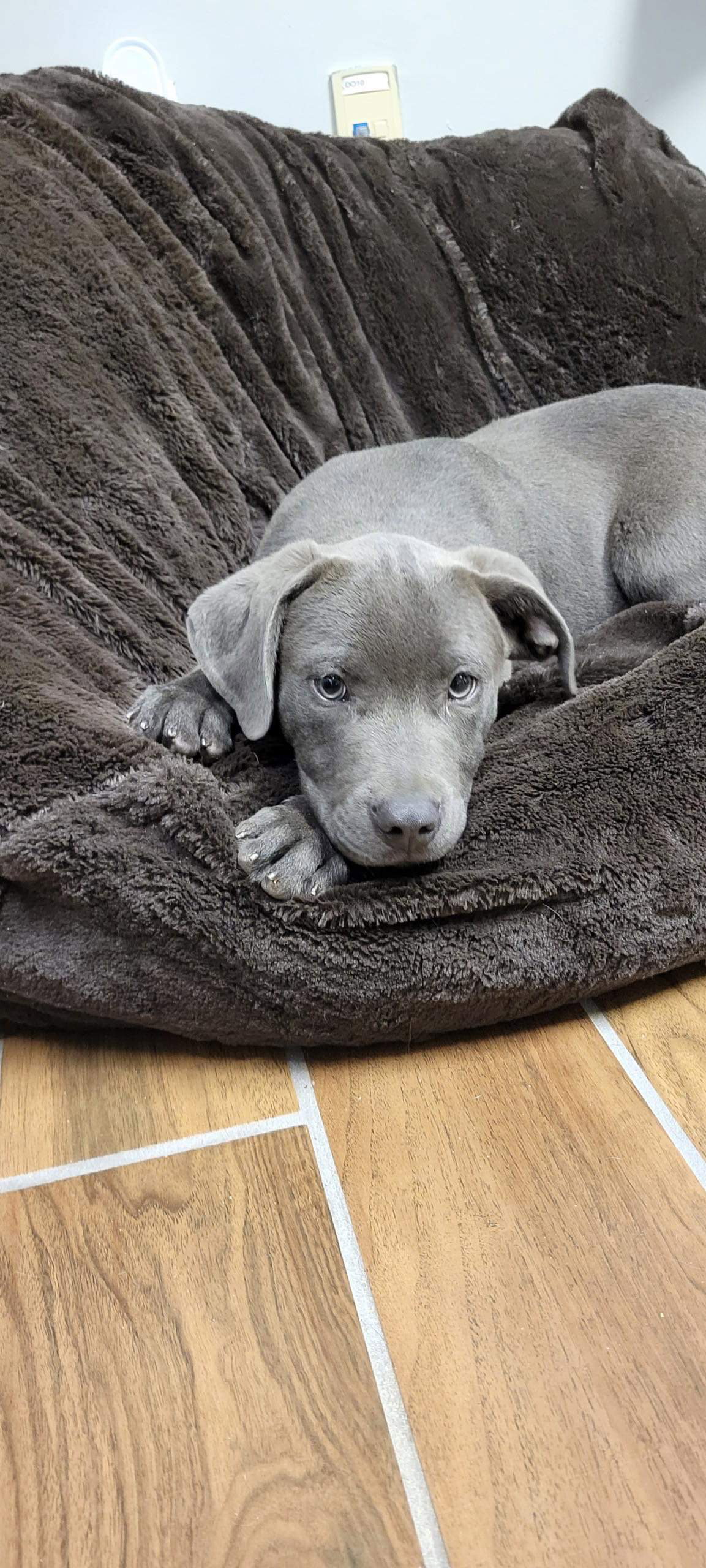 Dog for Adoption - Tyson, a Labrador Retriever in Jackson County, IN ...