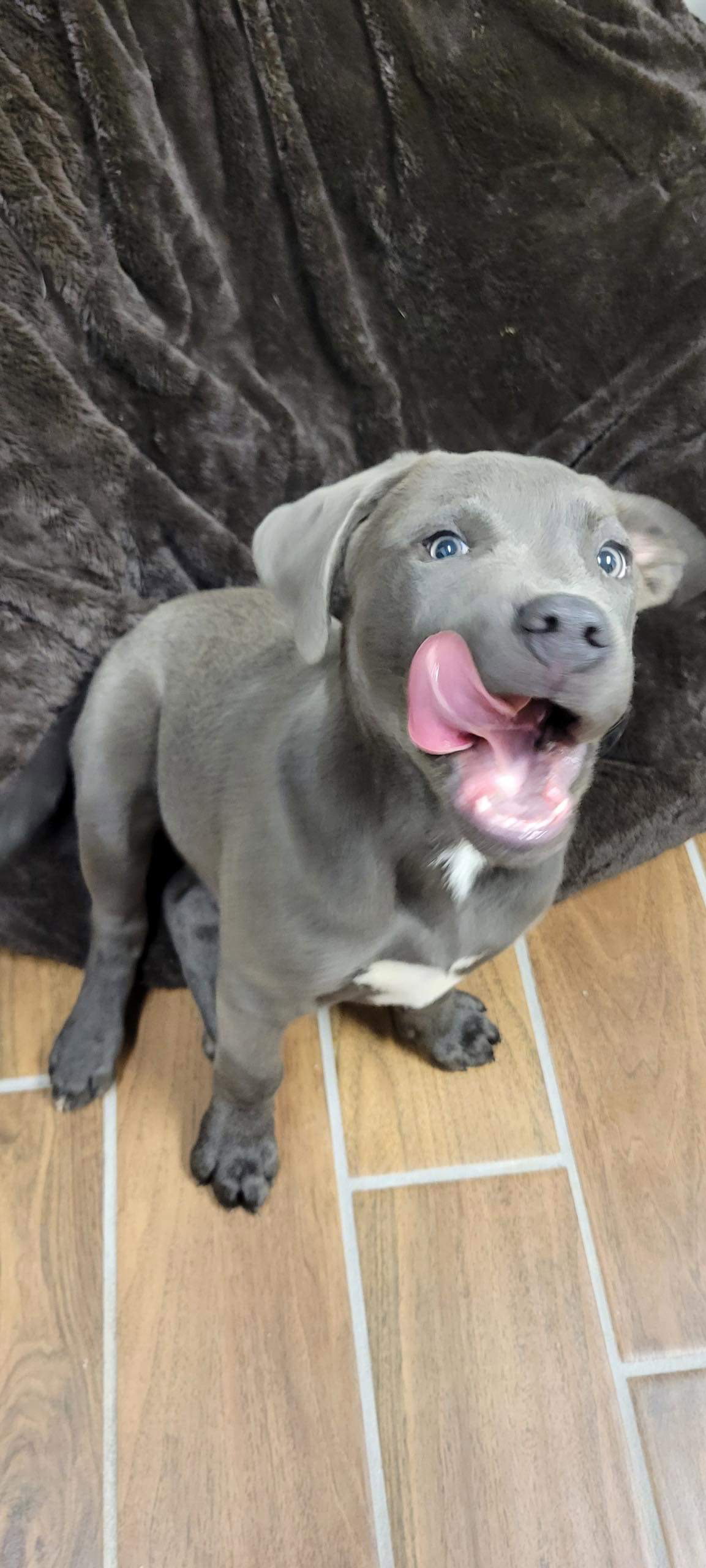 Dog for Adoption - Tyson, a Labrador Retriever in Jackson County, IN ...