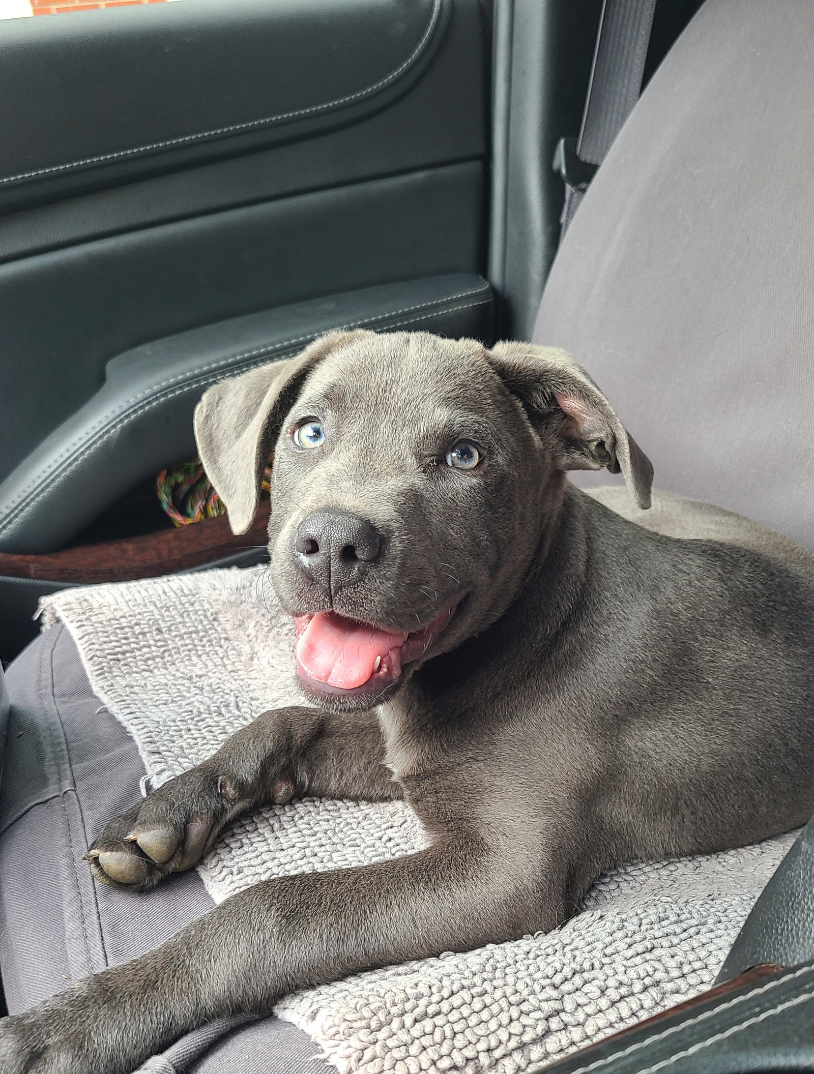 Dog for Adoption - Tyson, a Labrador Retriever in Jackson County, IN ...