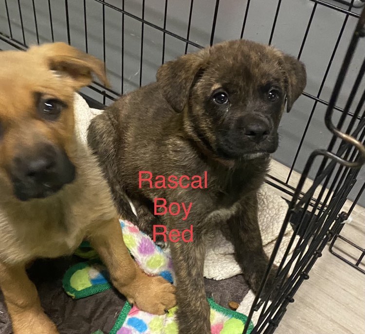 Dog for Adoption - Rascal, a Black Mouth Cur in Smithville Sanders, IN ...