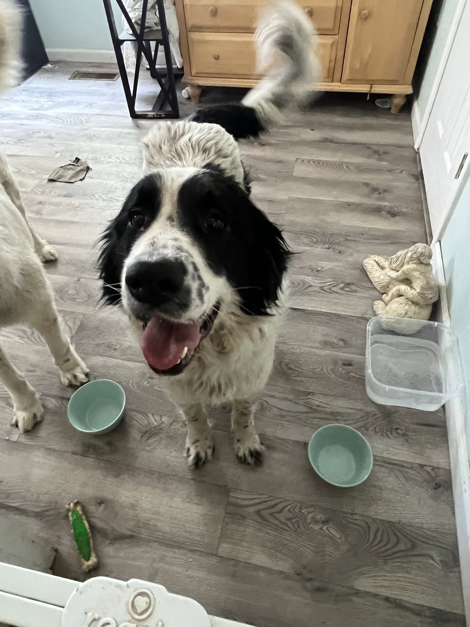 Dog for Adoption - Pearl, a Great Pyrenees in Smithville Sanders, IN ...