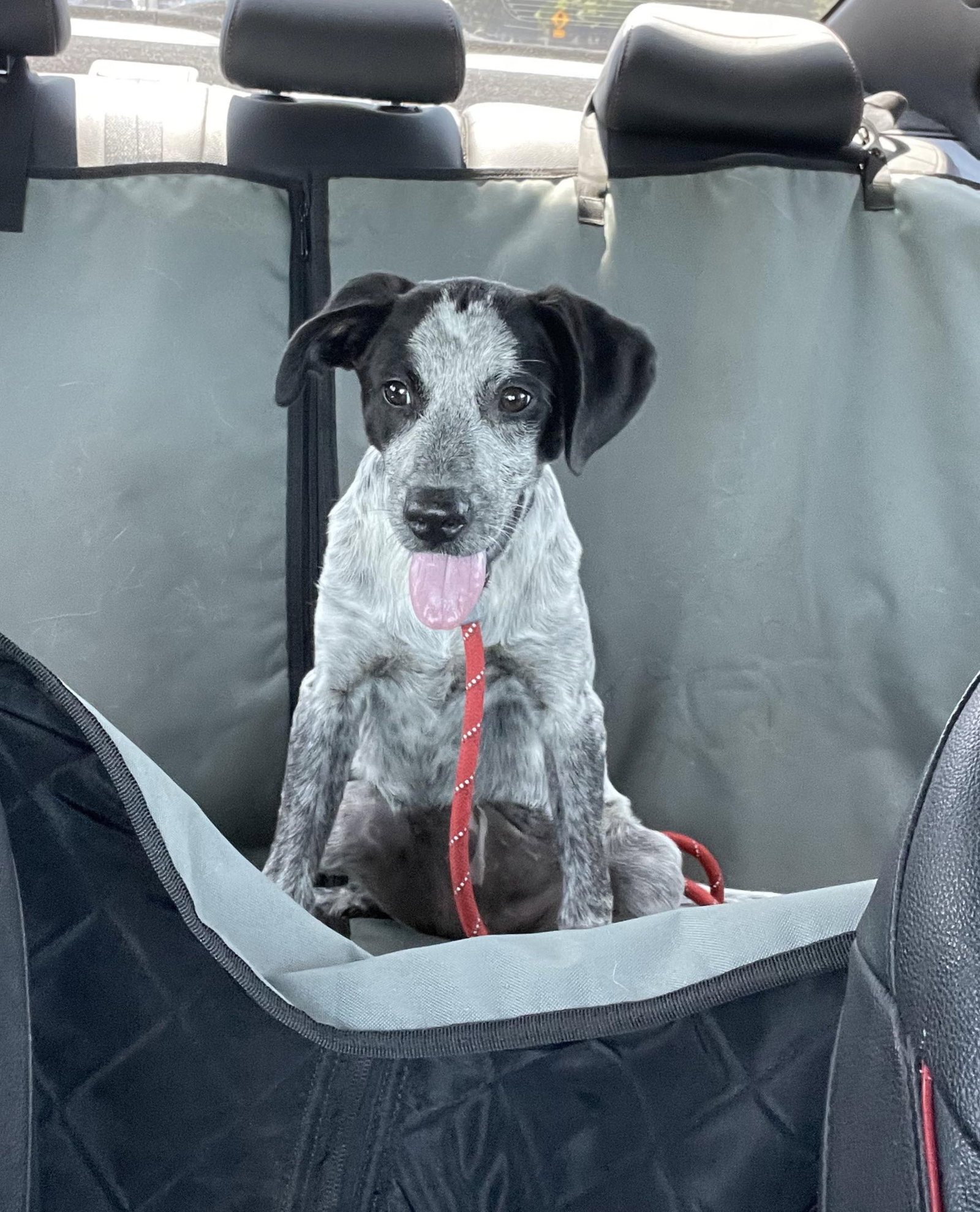 Dog for Adoption - Fefe, a Australian Cattle Dog/Blue Heeler in ...