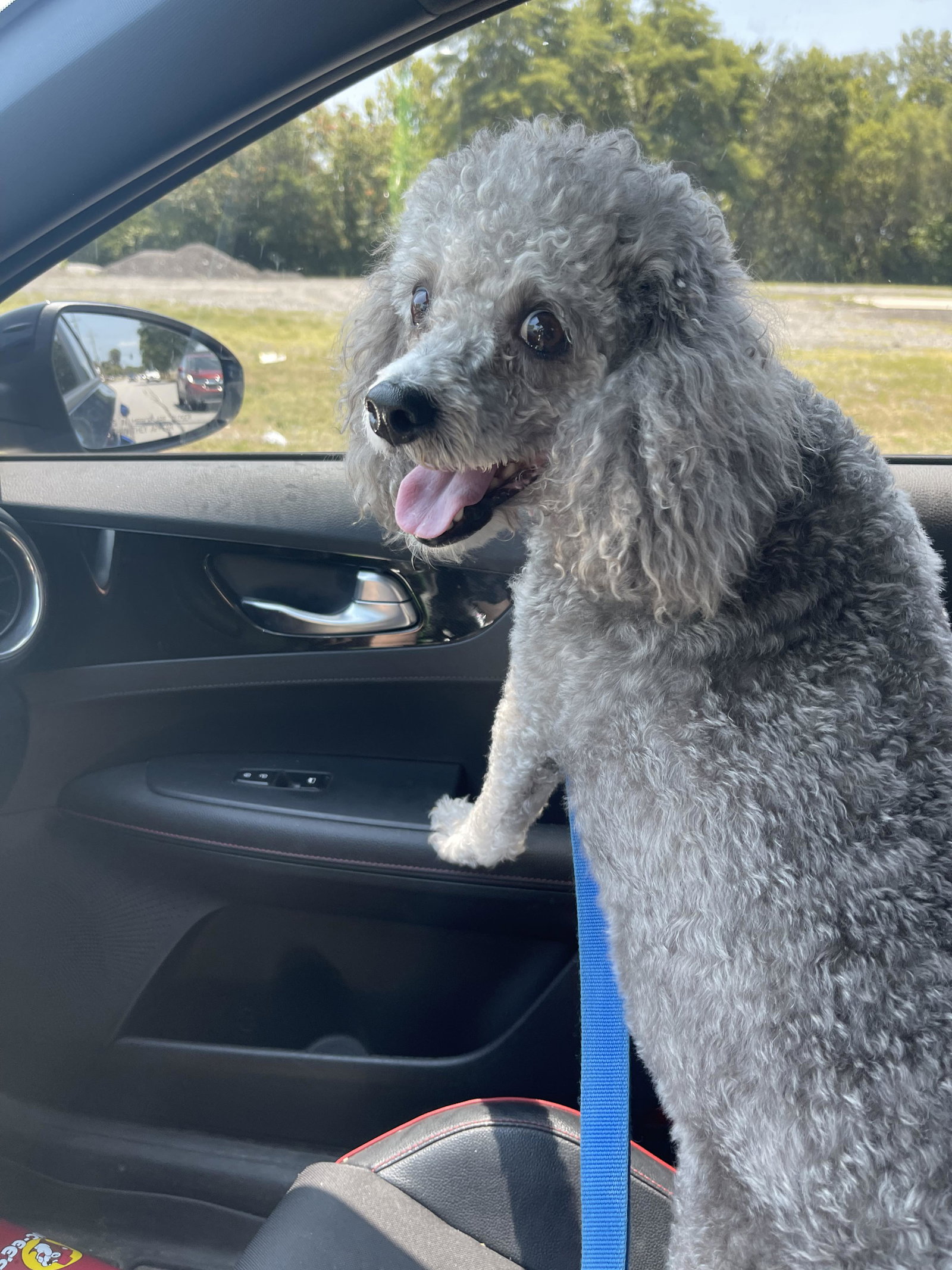 Dog for Adoption - Pearly Poodle, a Poodle (Miniature) in Spencer, IN ...