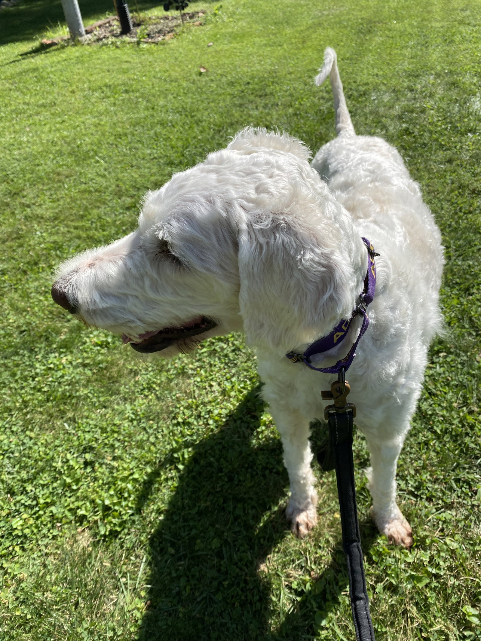 Millie (doodle)'s Web Page
