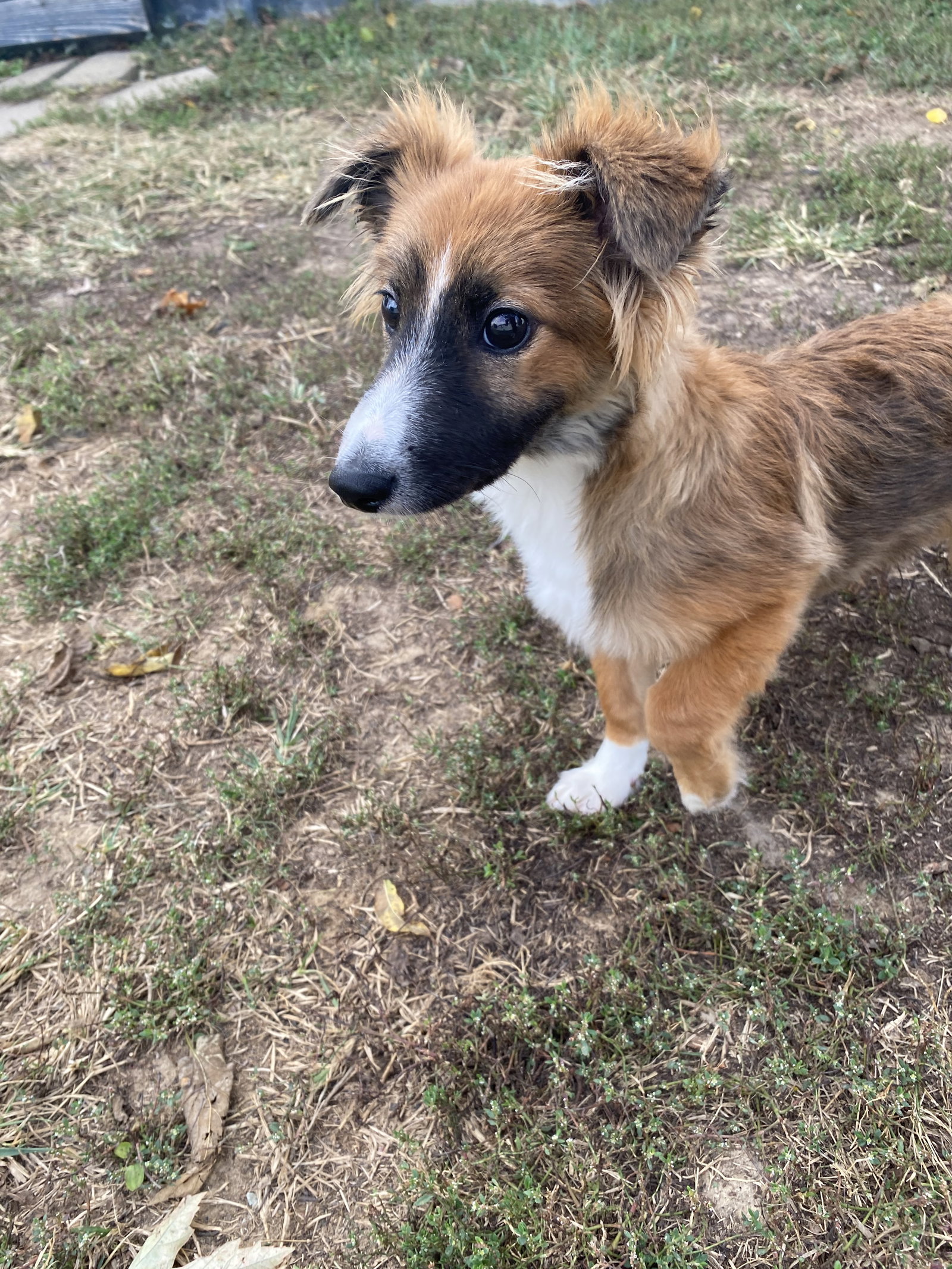 Dog for Adoption - Artie, a Shetland Sheepdog Sheltie in Plainfield, IN ...