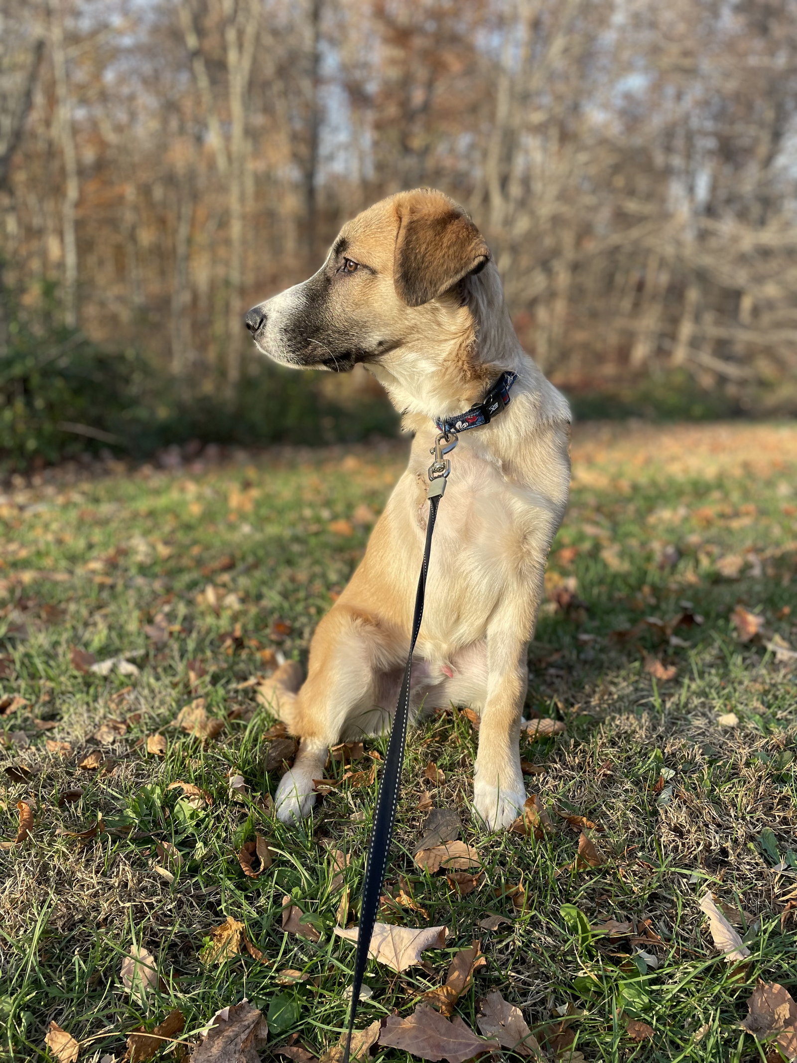 Dog for Adoption - Chief, a Great Pyrenees in Mccordsville, IN | Alpha Paw