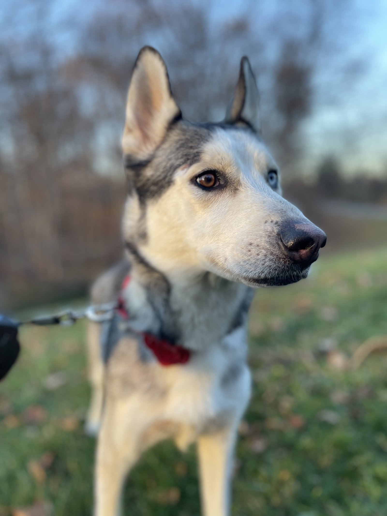 Dog for Adoption - Luna, a Husky in Princes Lakes, IN | Alpha Paw