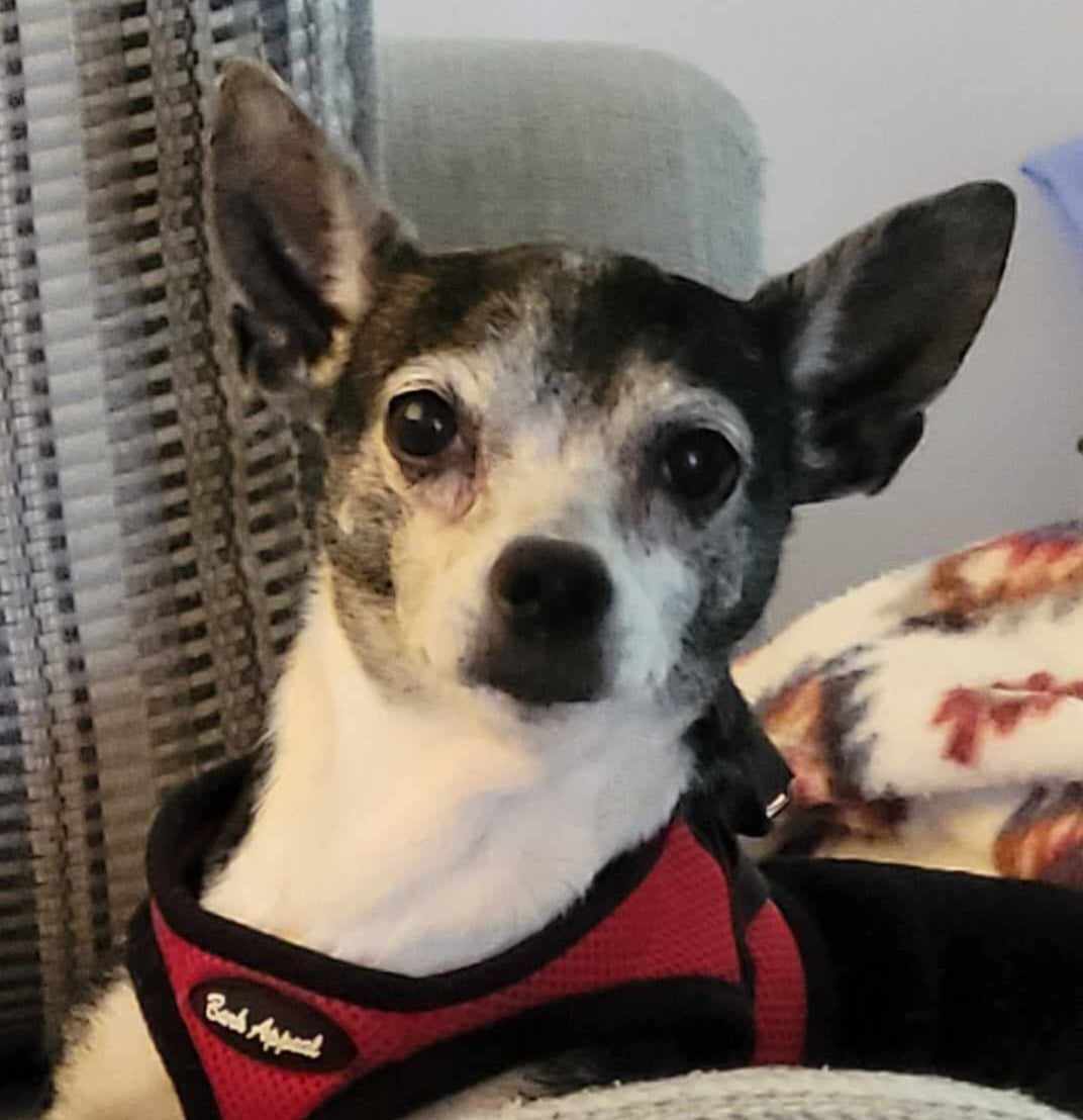 Dog for Adoption - Bitsy, a Chihuahua in Batesville, IN | Alpha Paw