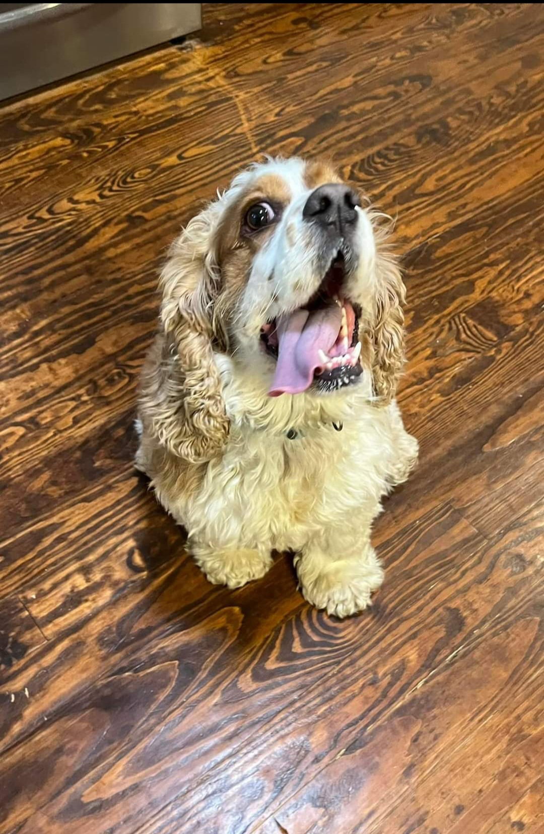 Dog for Adoption - Beau, a Cocker Spaniel in Greenfield, IN | Alpha Paw