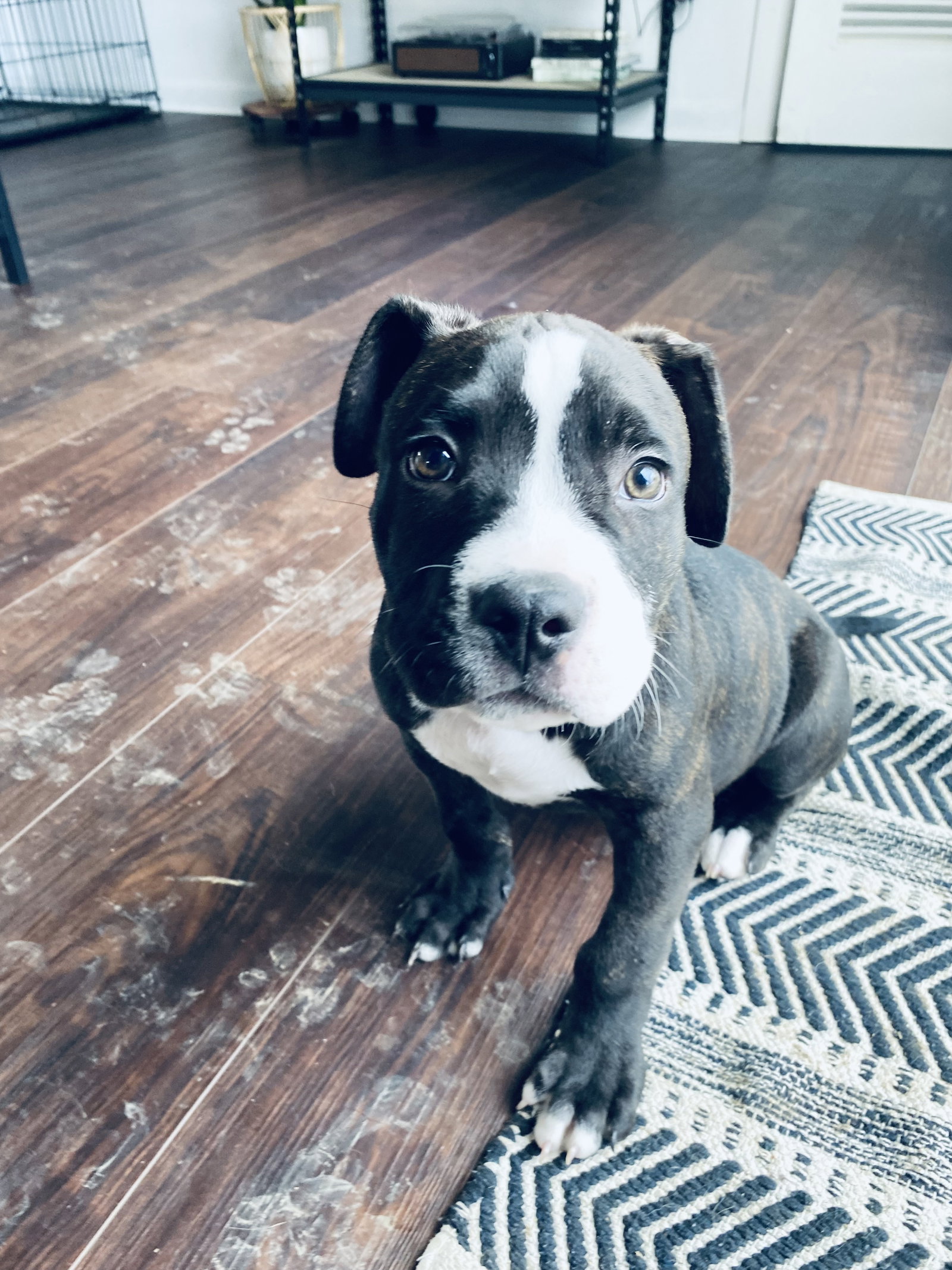 Dog for Adoption - Chevy, a American Bulldog in Plainfield, IN | Alpha Paw