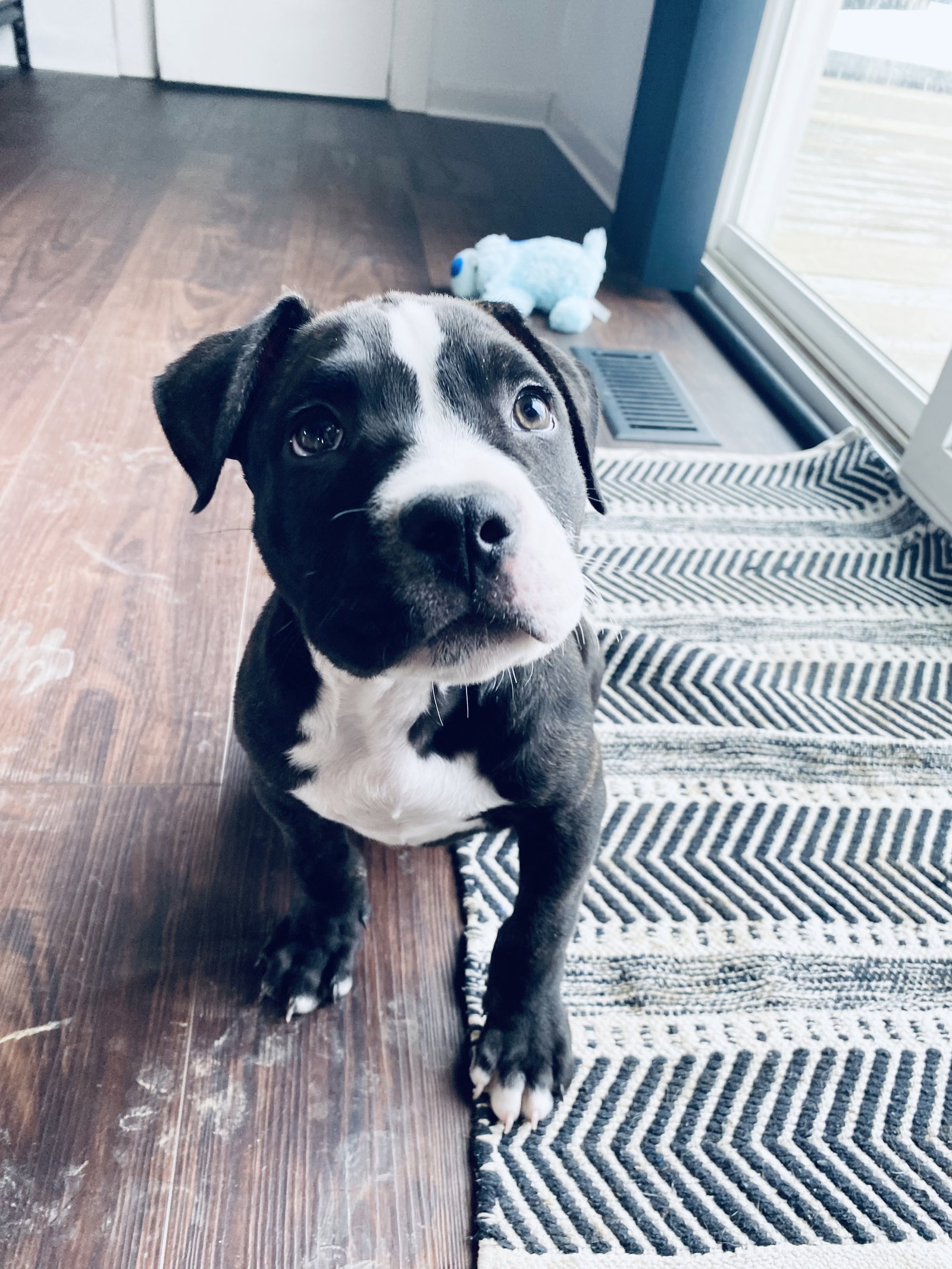 Dog for Adoption - Chevy, a American Bulldog in Plainfield, IN | Alpha Paw