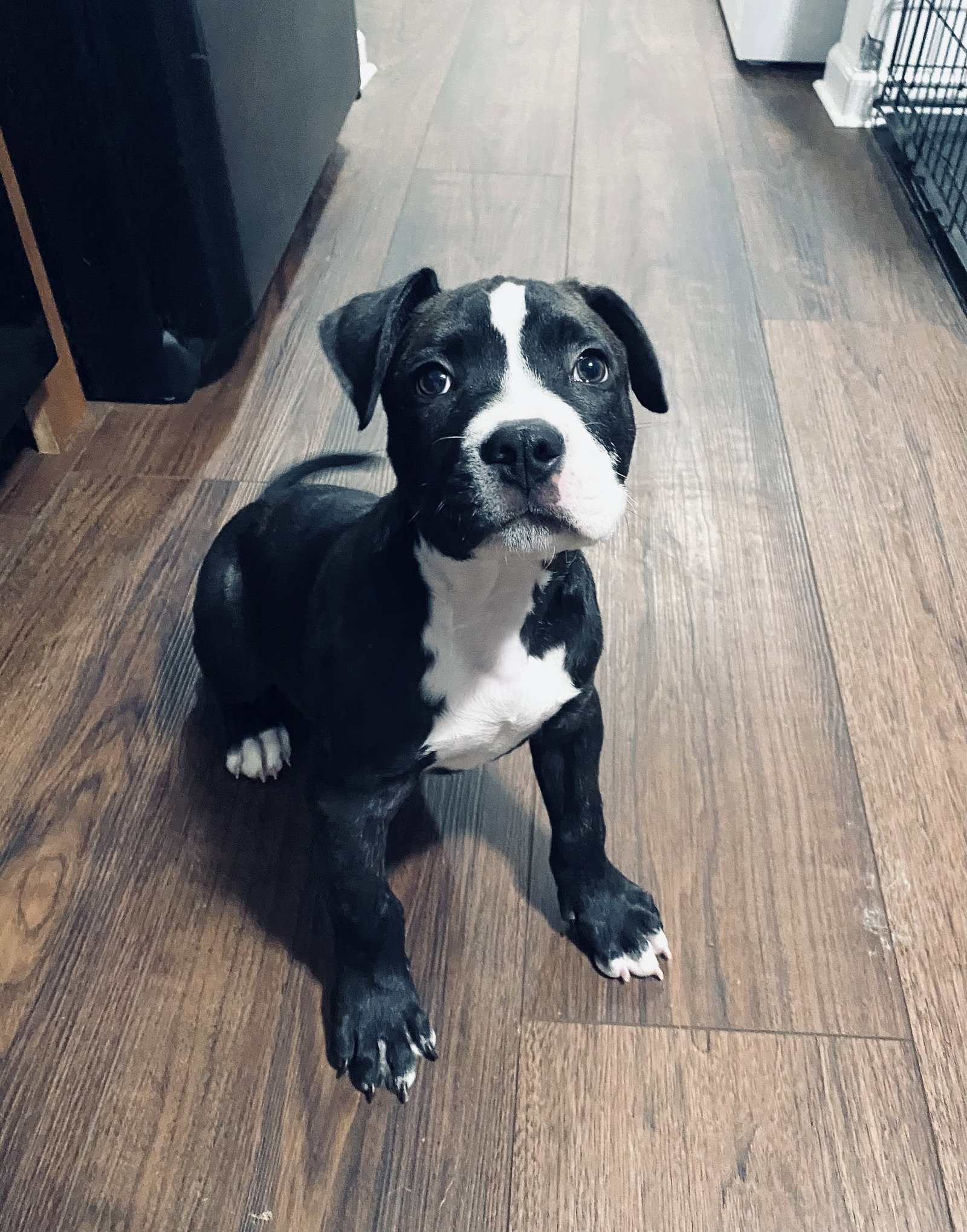 Dog for Adoption - Chevy, a American Bulldog in Plainfield, IN | Alpha Paw