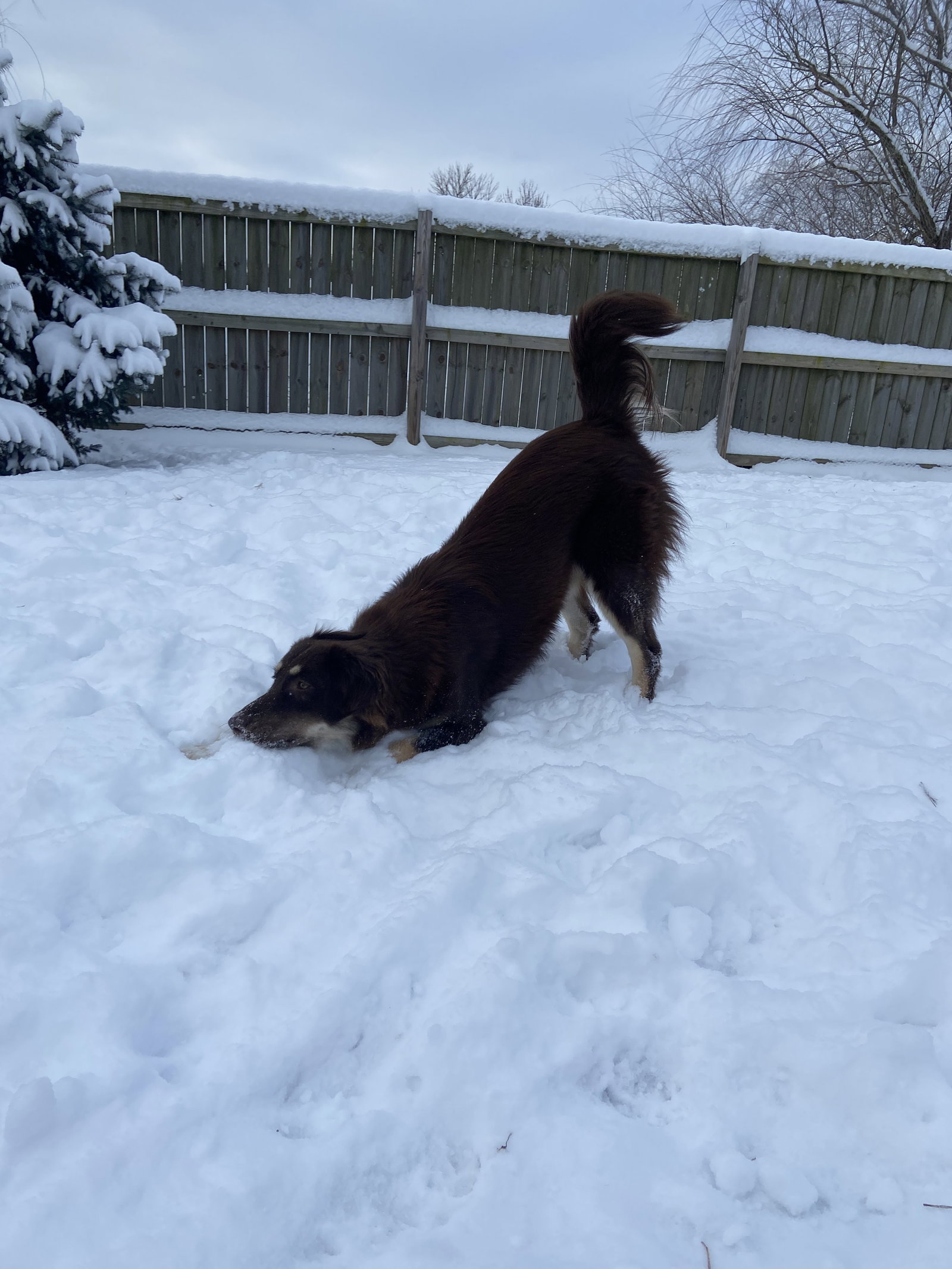 Dog adoption in Columbus, IN 47202: Australian Shepherd / Mixed Dog "Riley"