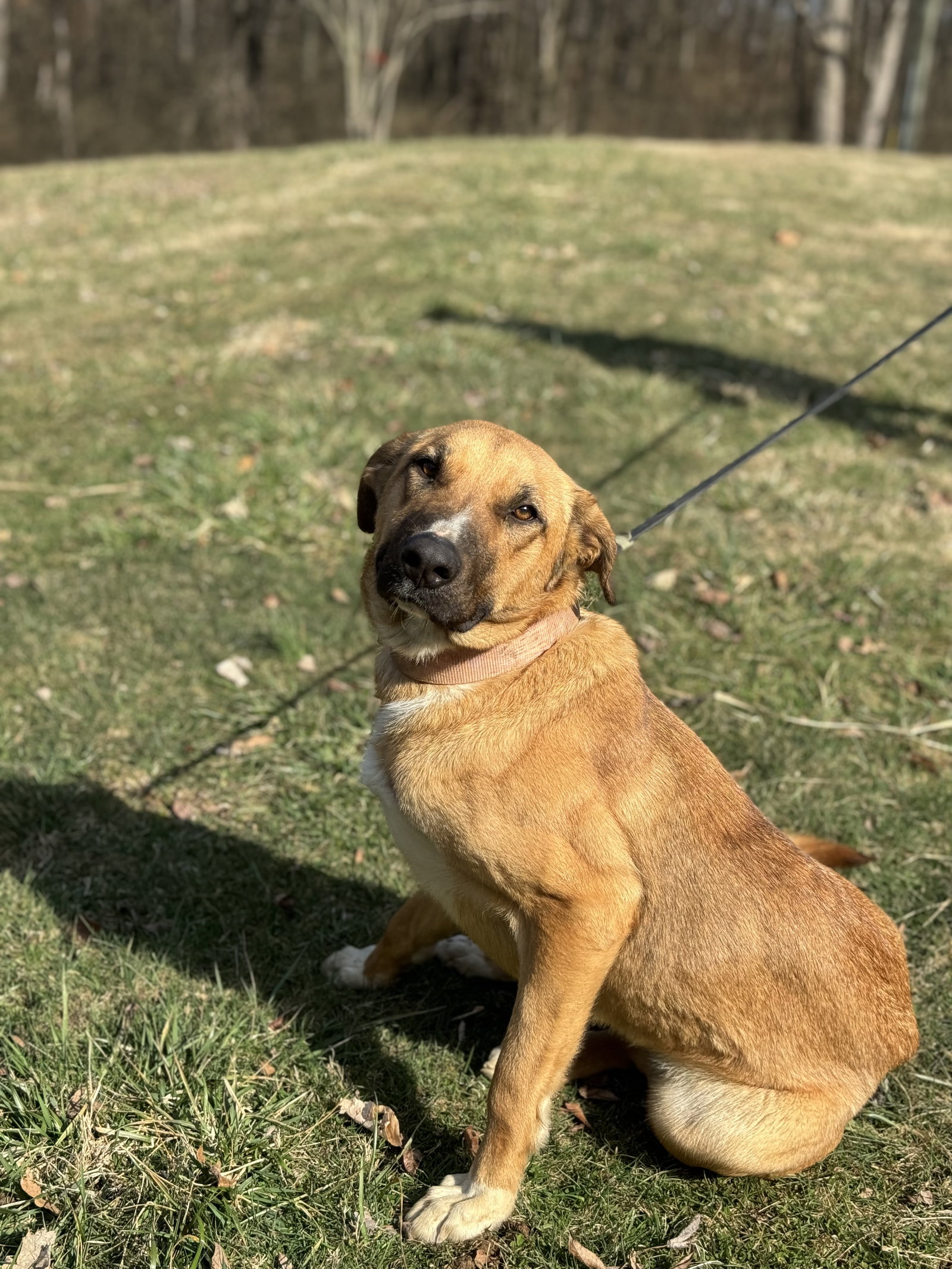 Dog adoption in Columbus, IN 47202: Black Mouth Cur / German Shepherd ...