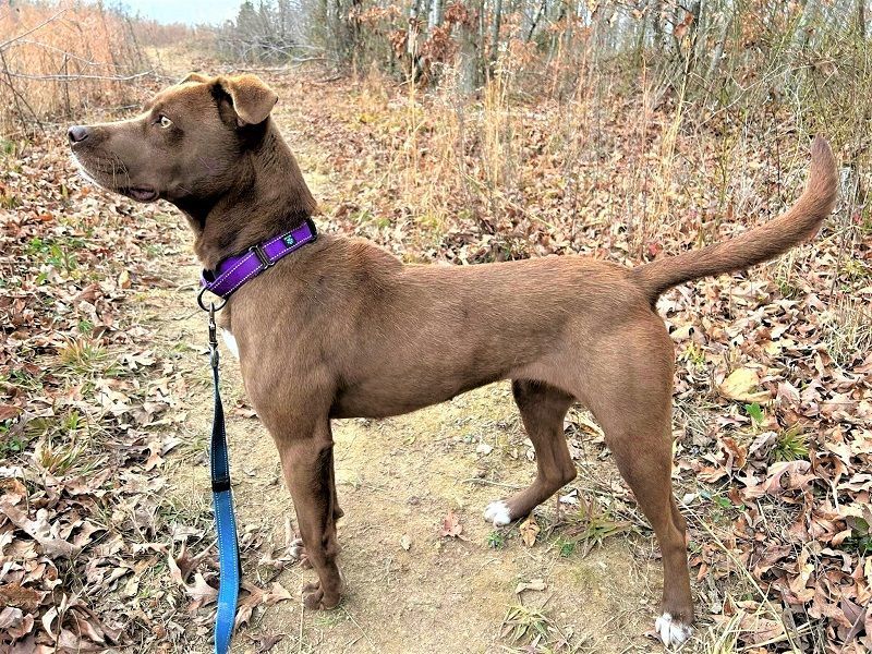 Dog for Adoption - Godiva, a American Pit Bull Terrier in Greenfield ...