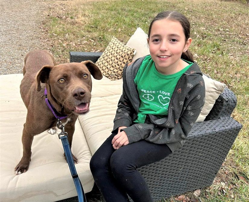 Dog for Adoption - Godiva, a American Pit Bull Terrier in Greenfield ...