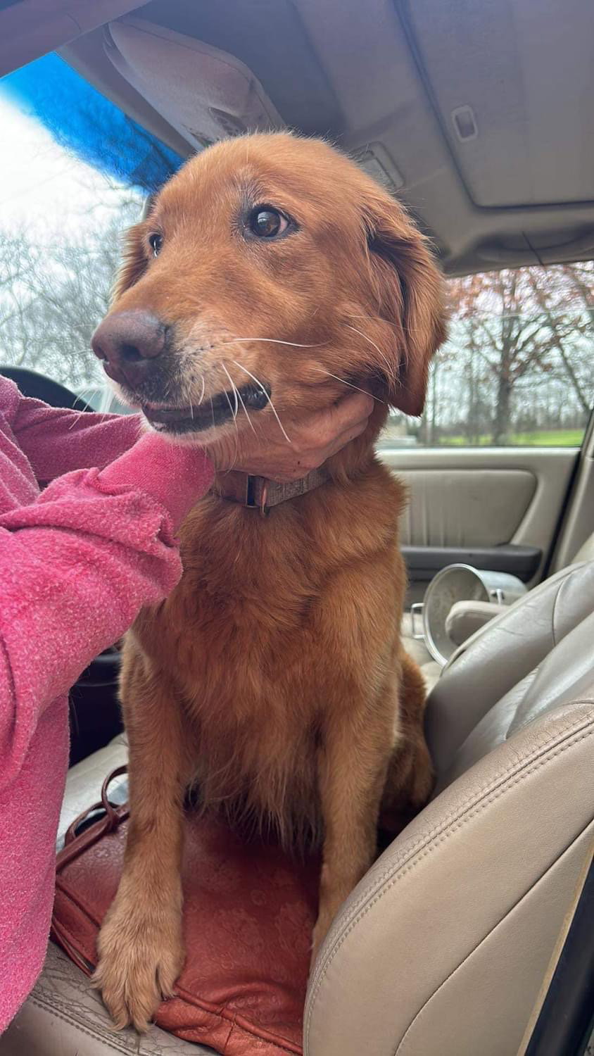 Dog for Adoption - Cheyenne, a Golden Retriever in Seymour, IN | Alpha Paw