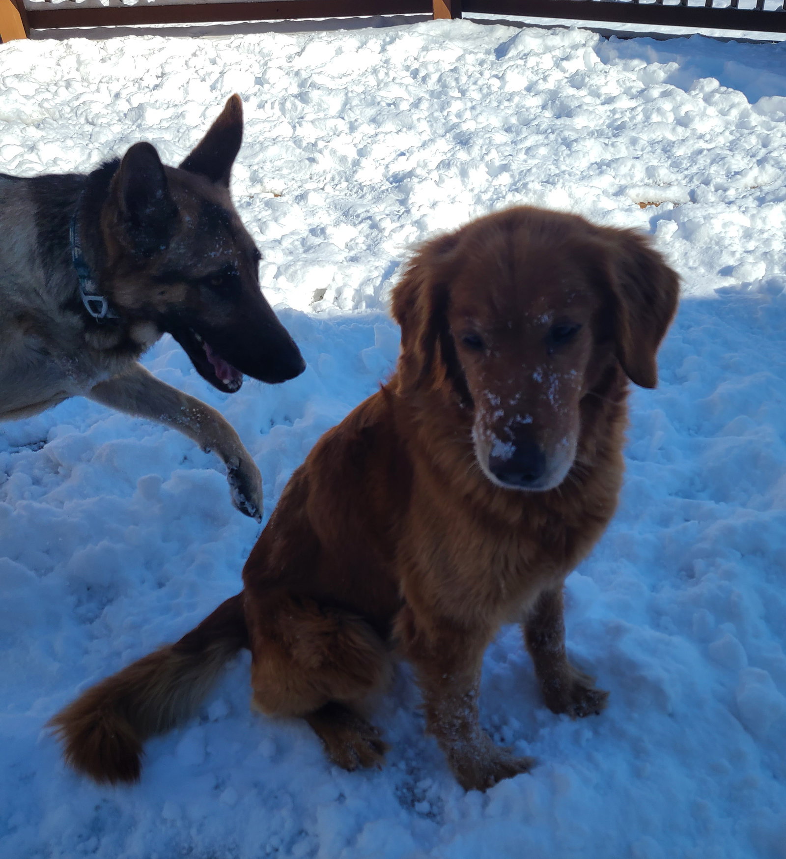Dog for Adoption - Cheyenne, a Golden Retriever in Knightstown, IN ...