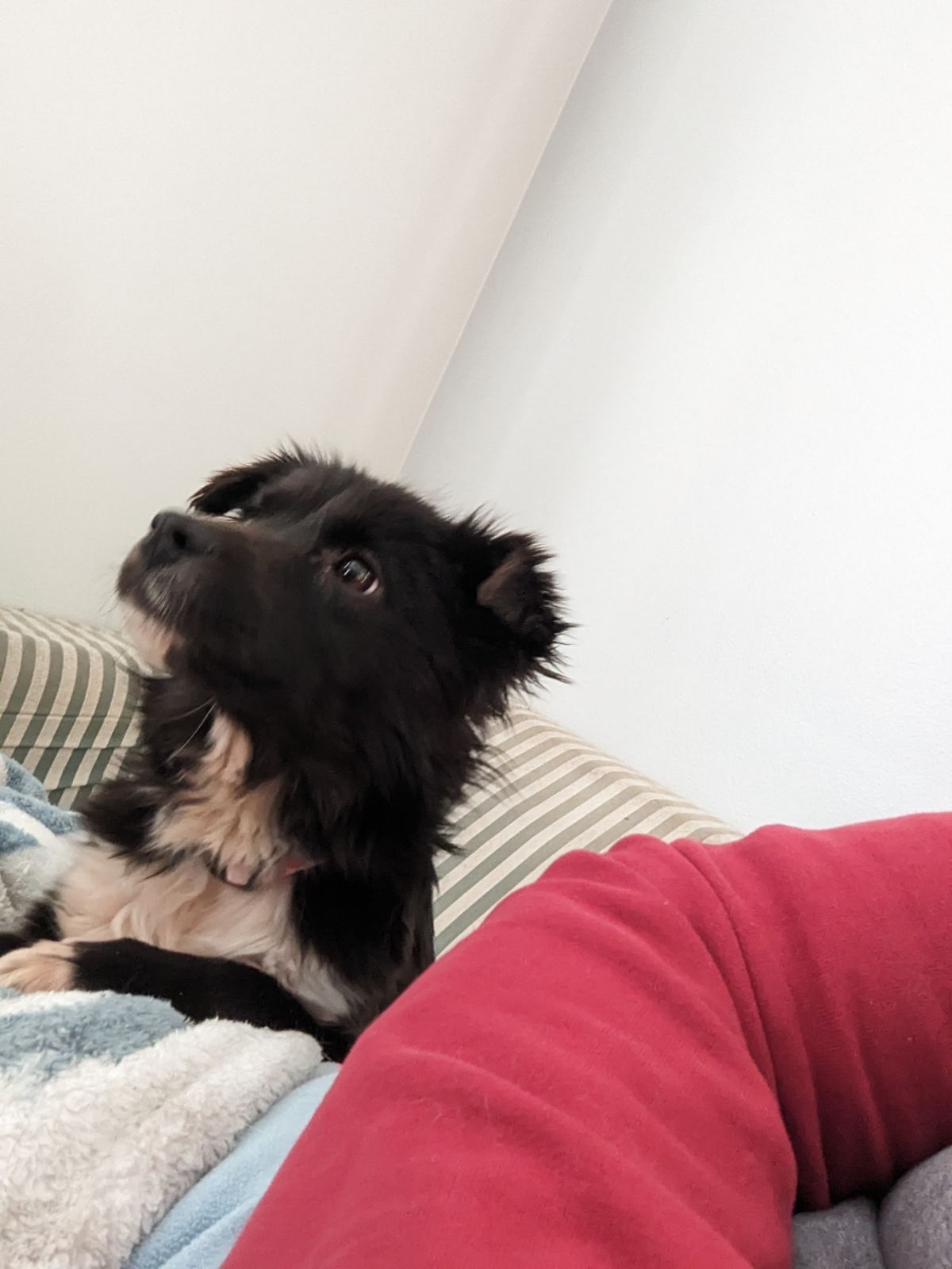 Dog for Adoption - Ruby, a Pomeranian in Smithville Sanders, IN | Alpha Paw