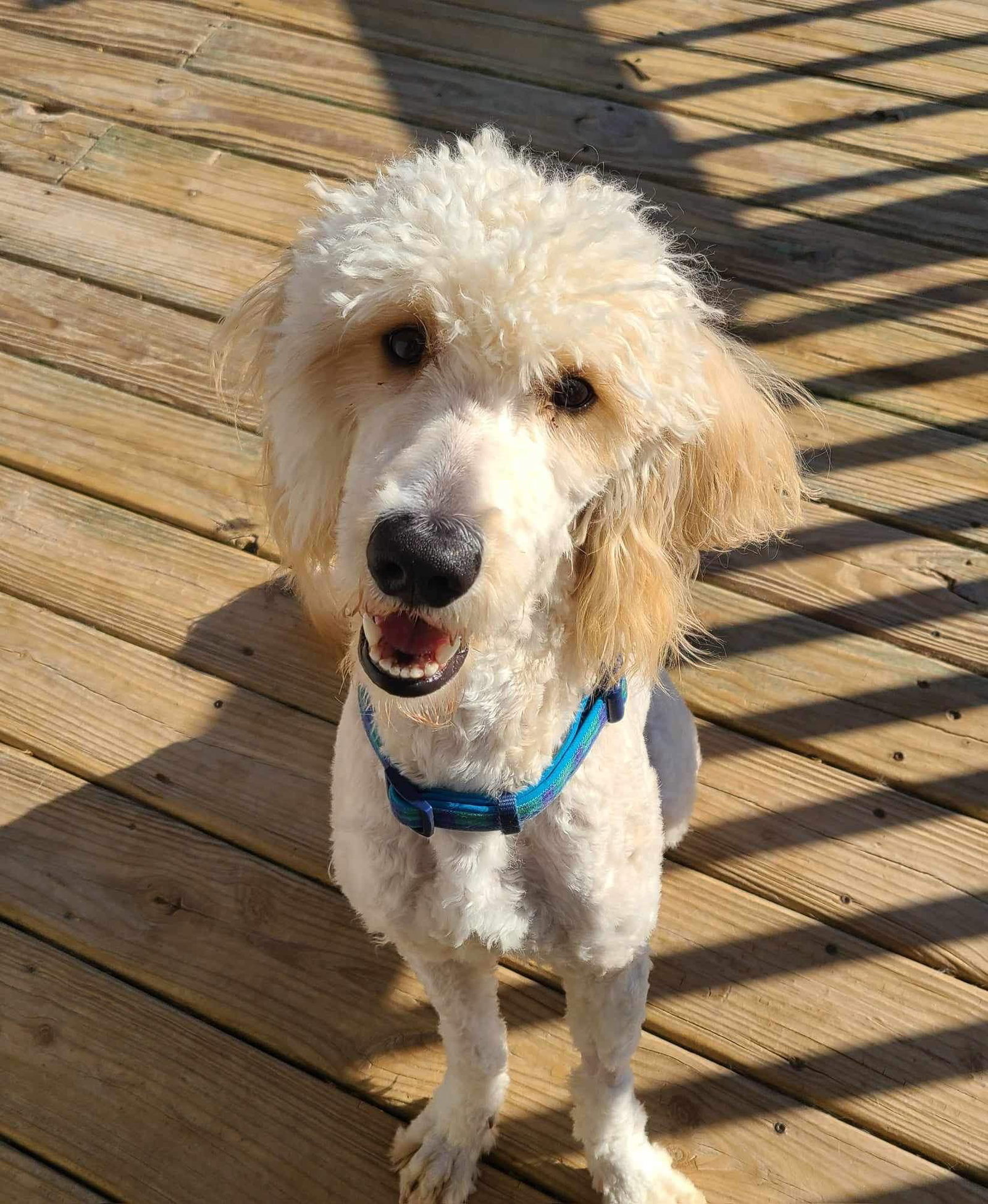 Dog for Adoption - Blondie, a Poodle (Standard) in Morgan County, IN ...