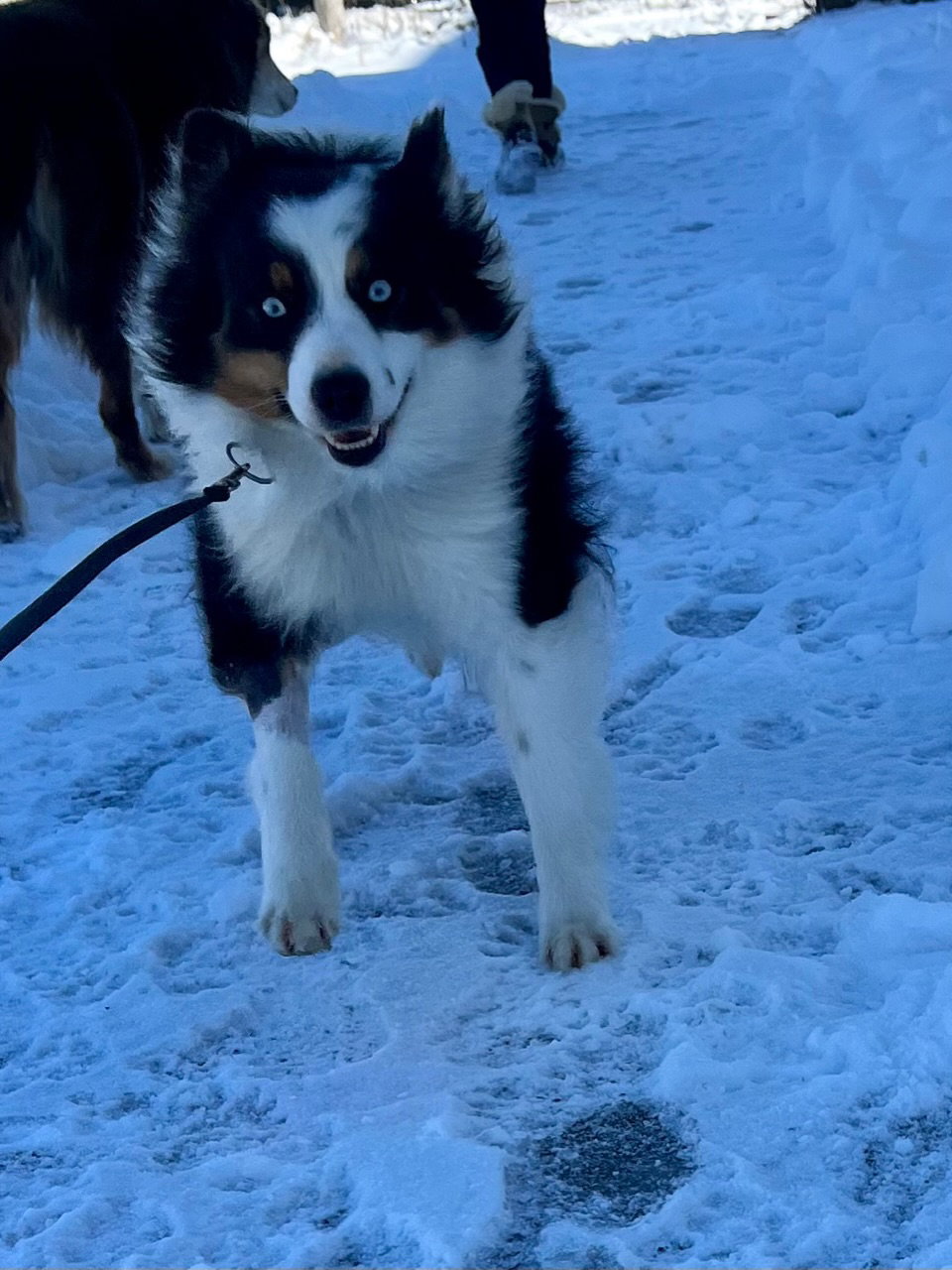 Dog for Adoption - Captain Jack, a Australian Shepherd in Mooresville ...