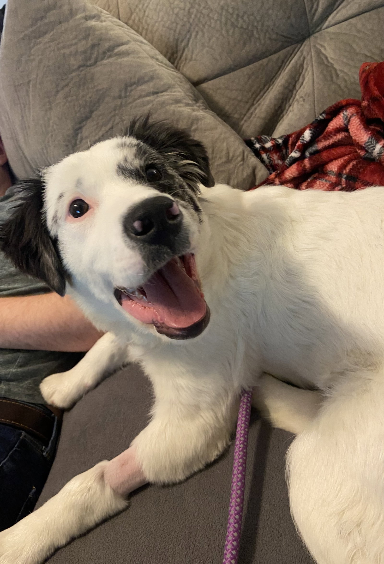 Dog for Adoption - Sassy, a Australian Shepherd in Nashville, IN ...