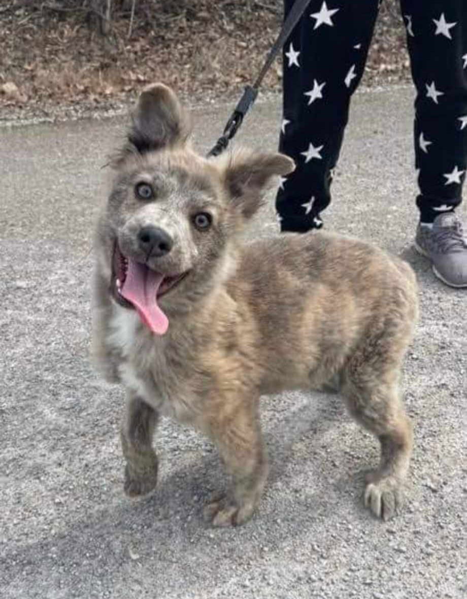 Dog for Adoption - Ace, a Husky in Saint Paul, IN | Alpha Paw