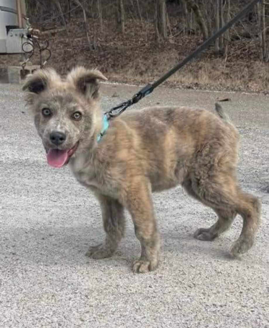 Dog for Adoption - Ace, a Husky in Saint Paul, IN | Alpha Paw