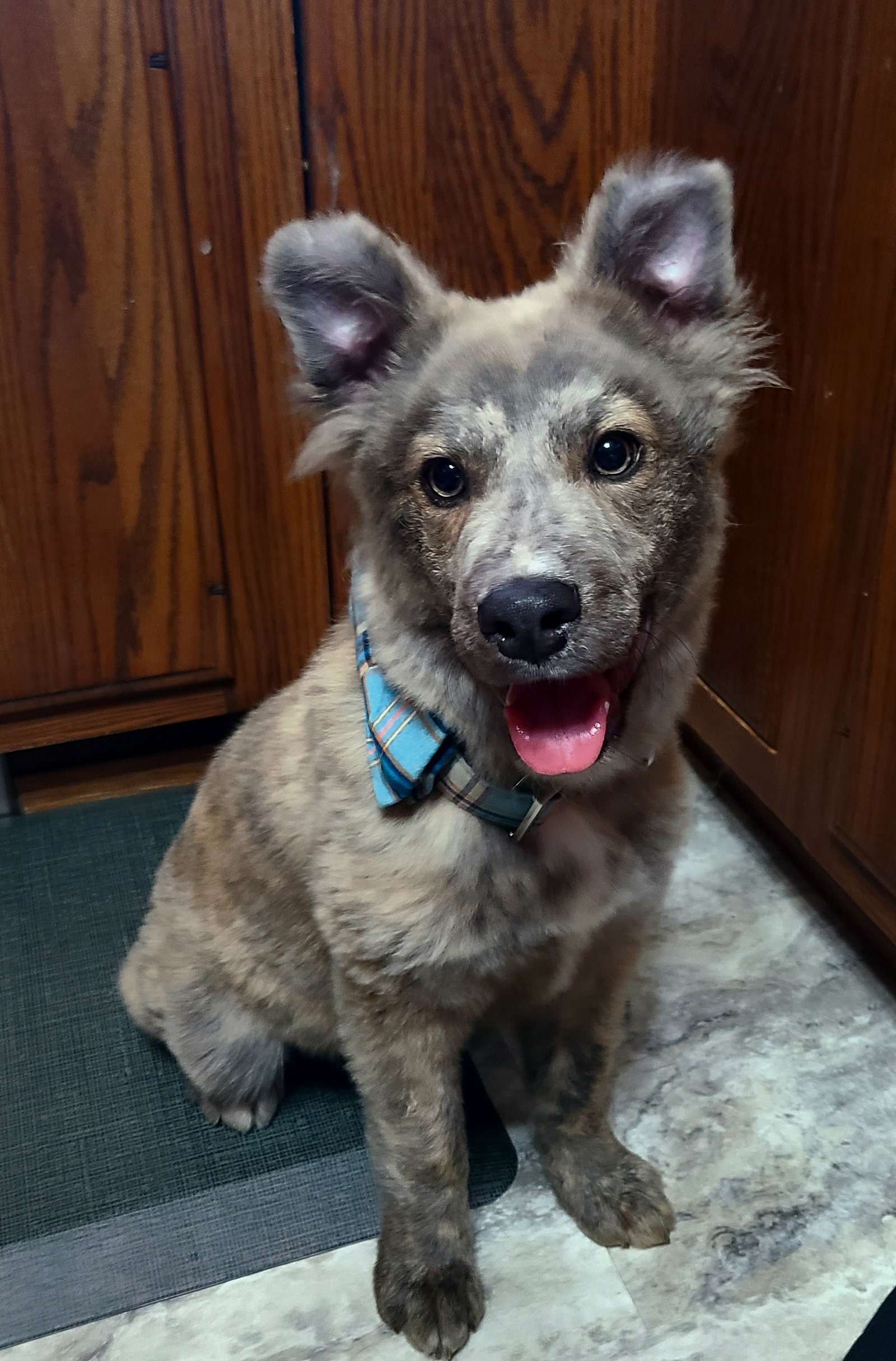 Dog for Adoption - Ace, a Husky in Saint Paul, IN | Alpha Paw